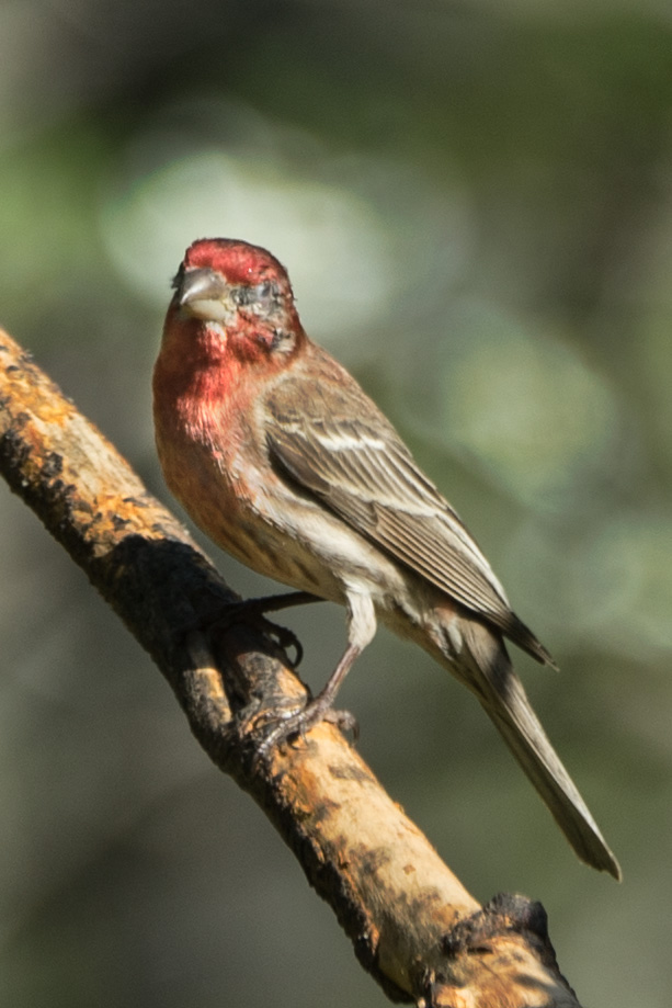 House Finch with eye disease? - FeederWatch