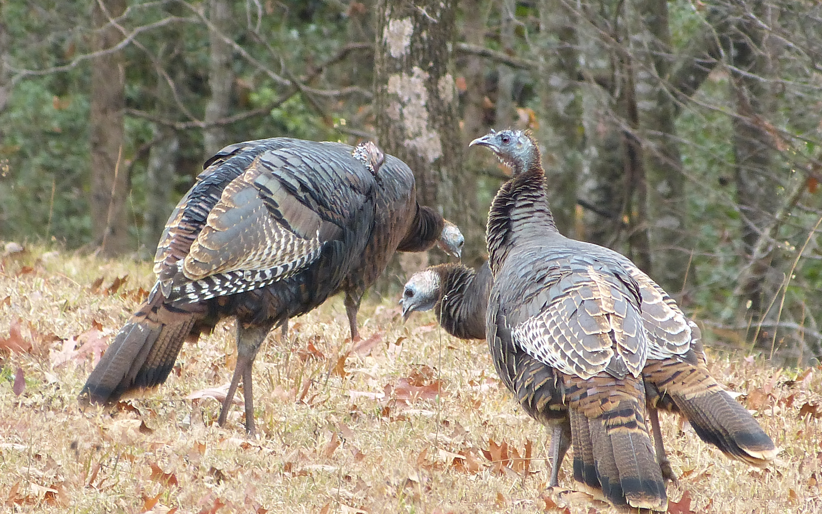 Wild Turkeys passing through - Project FeederWatch