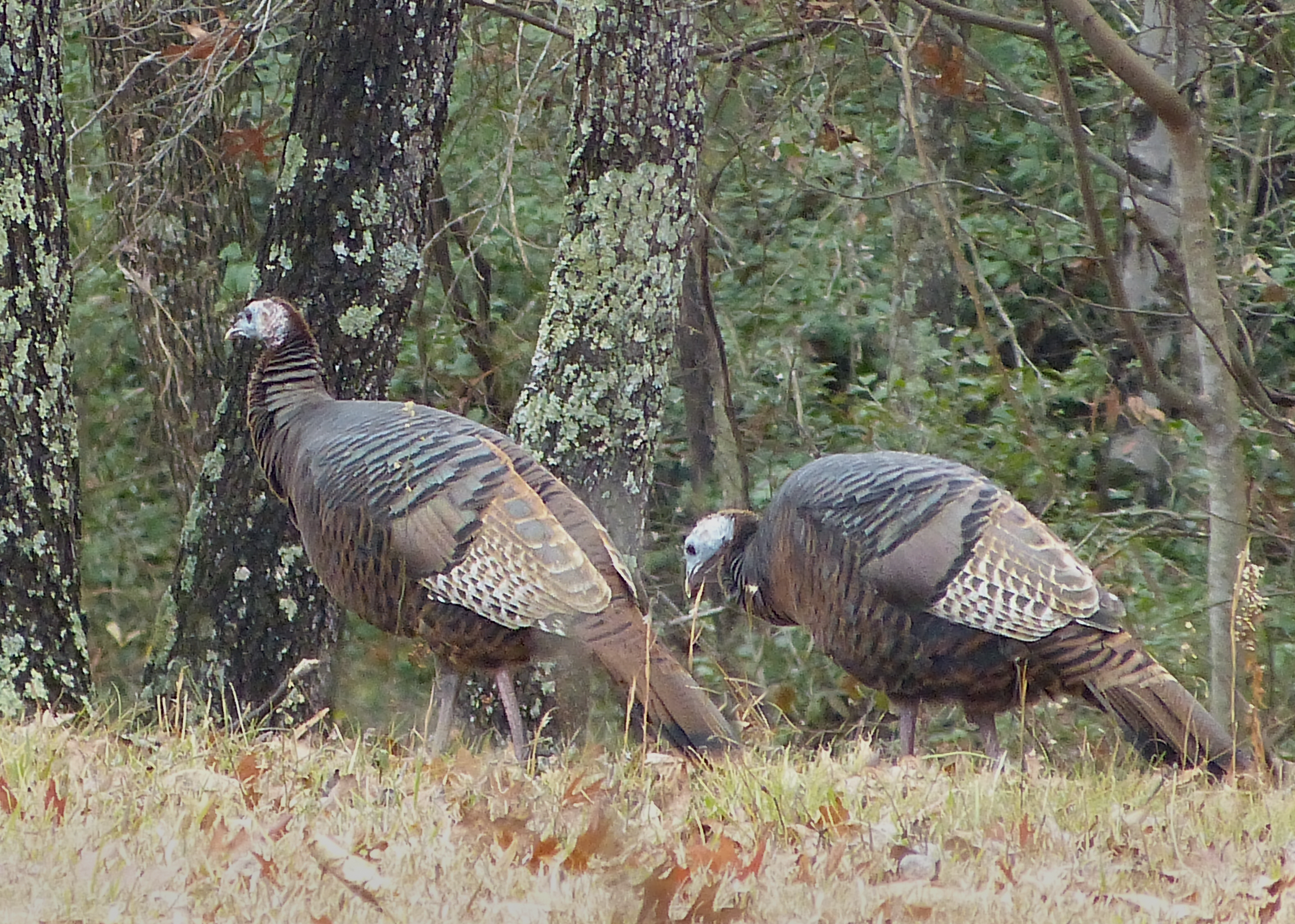 Wild Turkeys passing through - Project FeederWatch