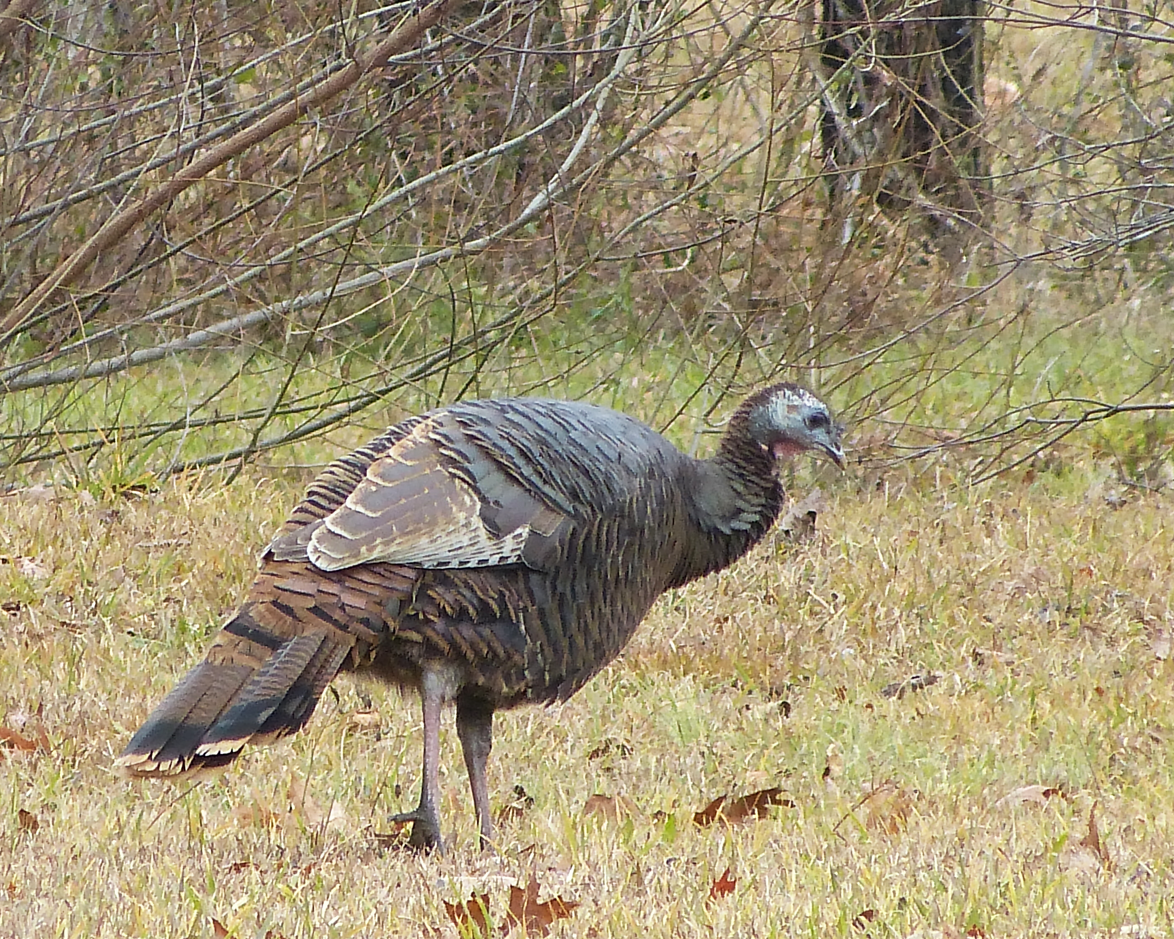 Wild Turkeys passing through - Project FeederWatch