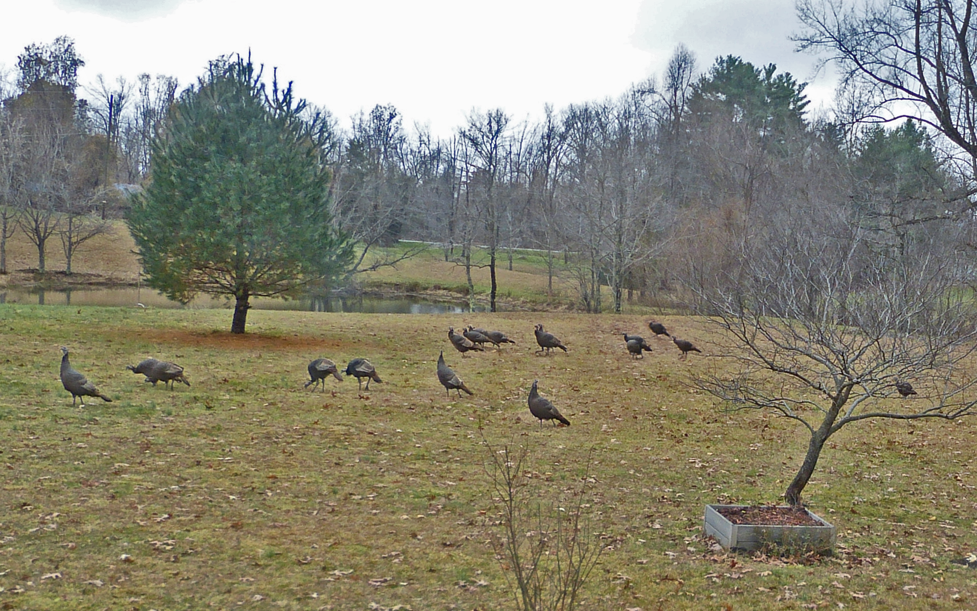 Wild Turkeys passing through - Project FeederWatch