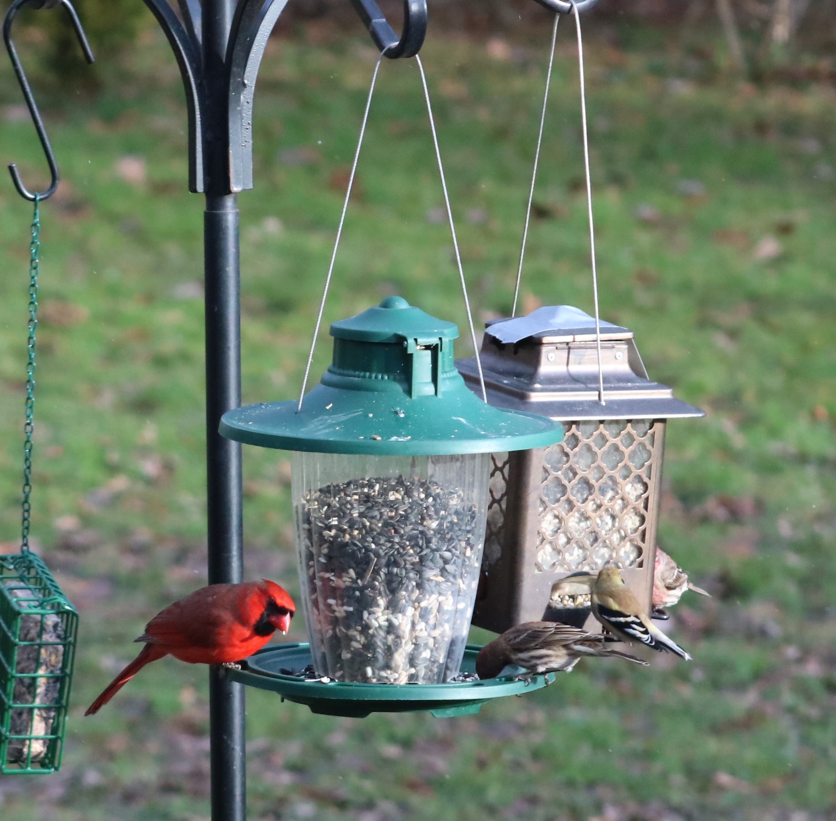 Cardinal, Nuthatch, Chickadee and Finches enjoying dinner - FeederWatch