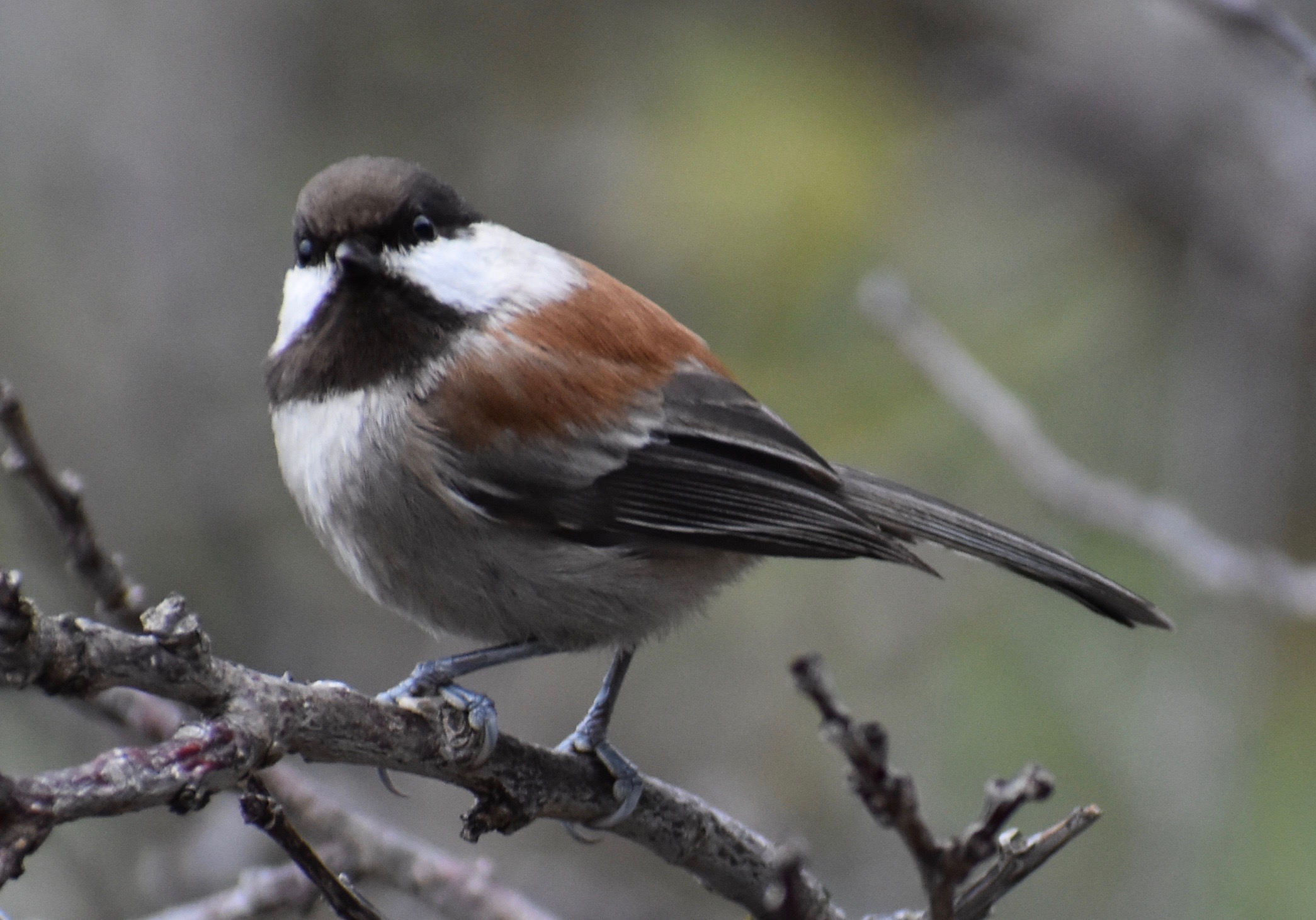 Chestnut-backed chickadees - Project FeederWatch