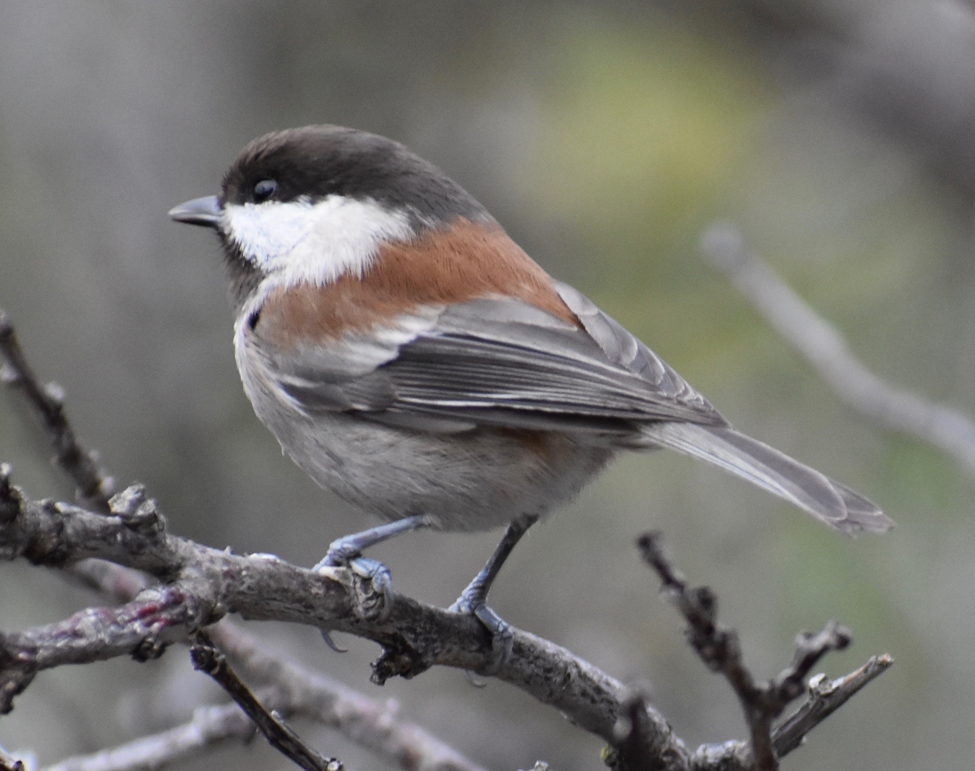 Chestnut-backed chickadees - Project FeederWatch