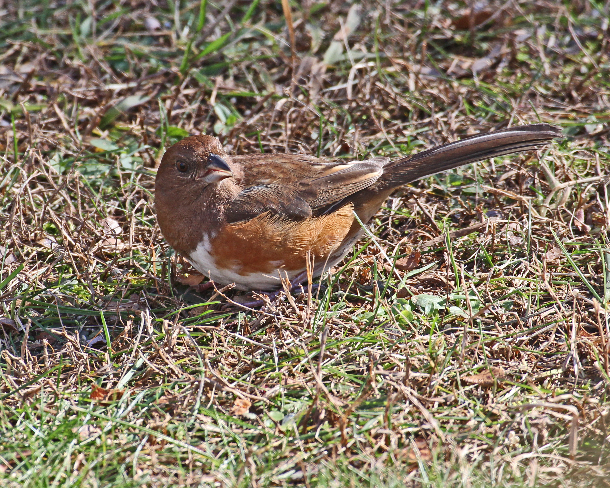 Female Eastern Towhee - Project FeederWatch