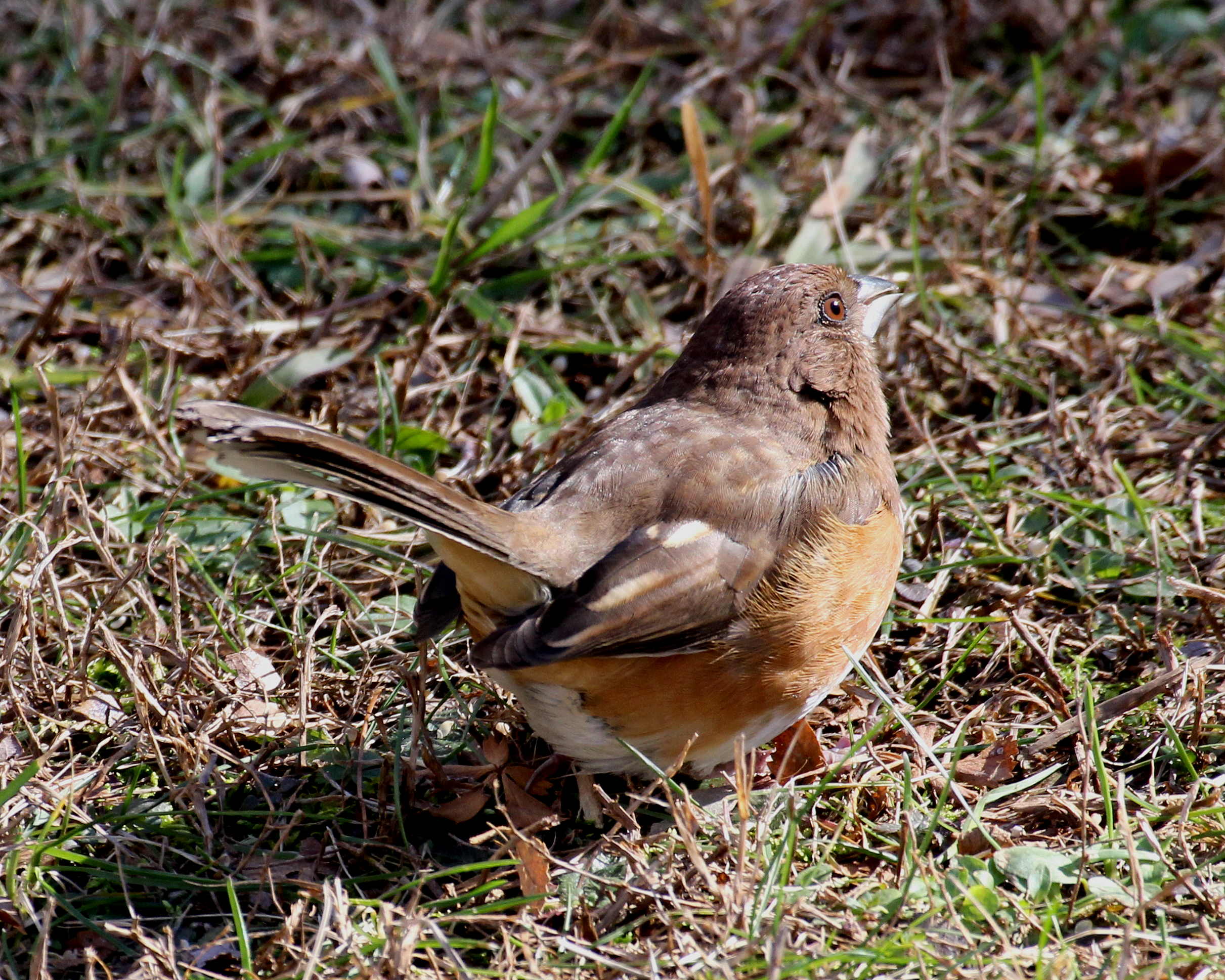 Female Eastern Towhee - Project FeederWatch