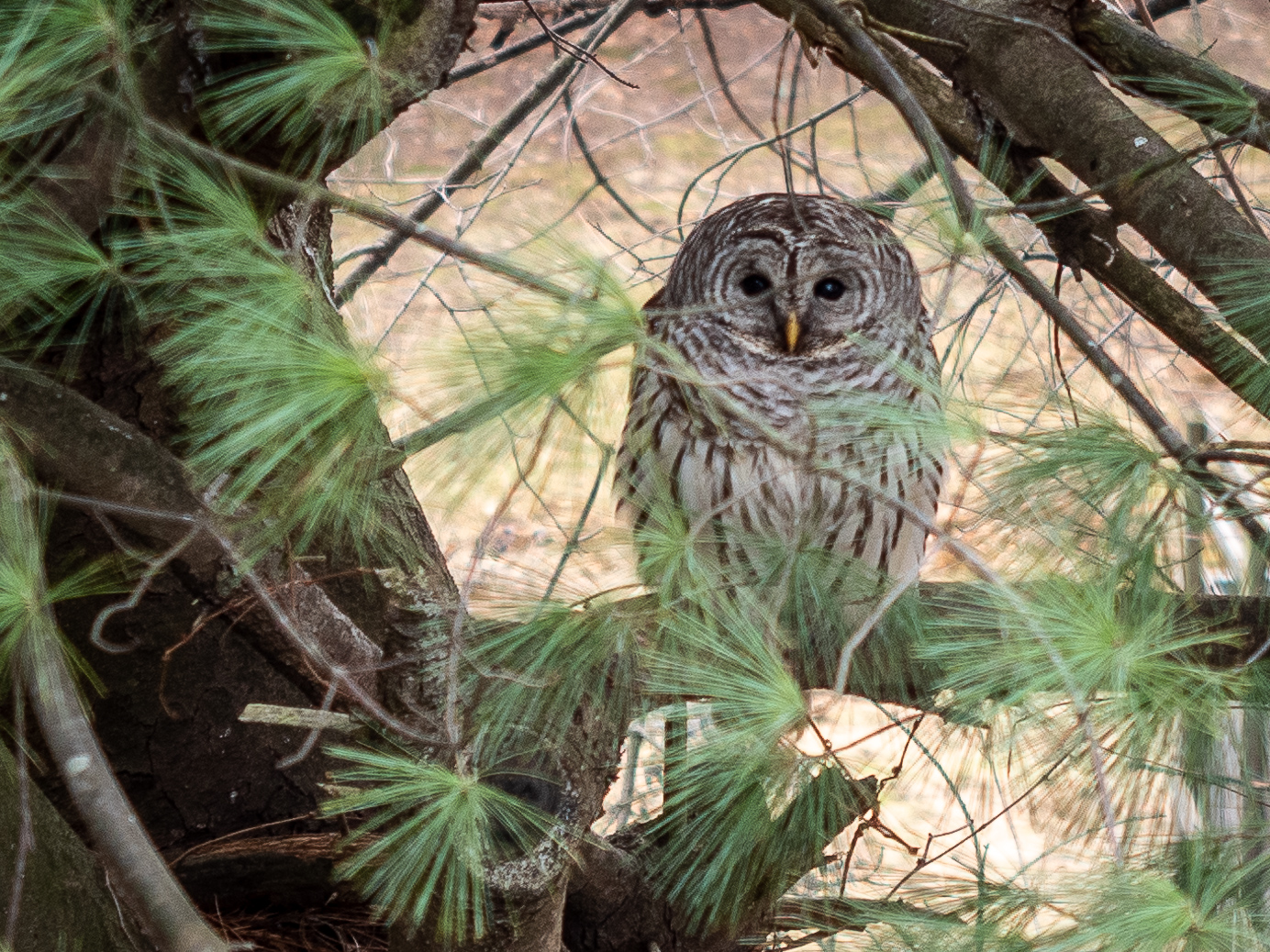 First Backyard Owl Ever - FeederWatch
