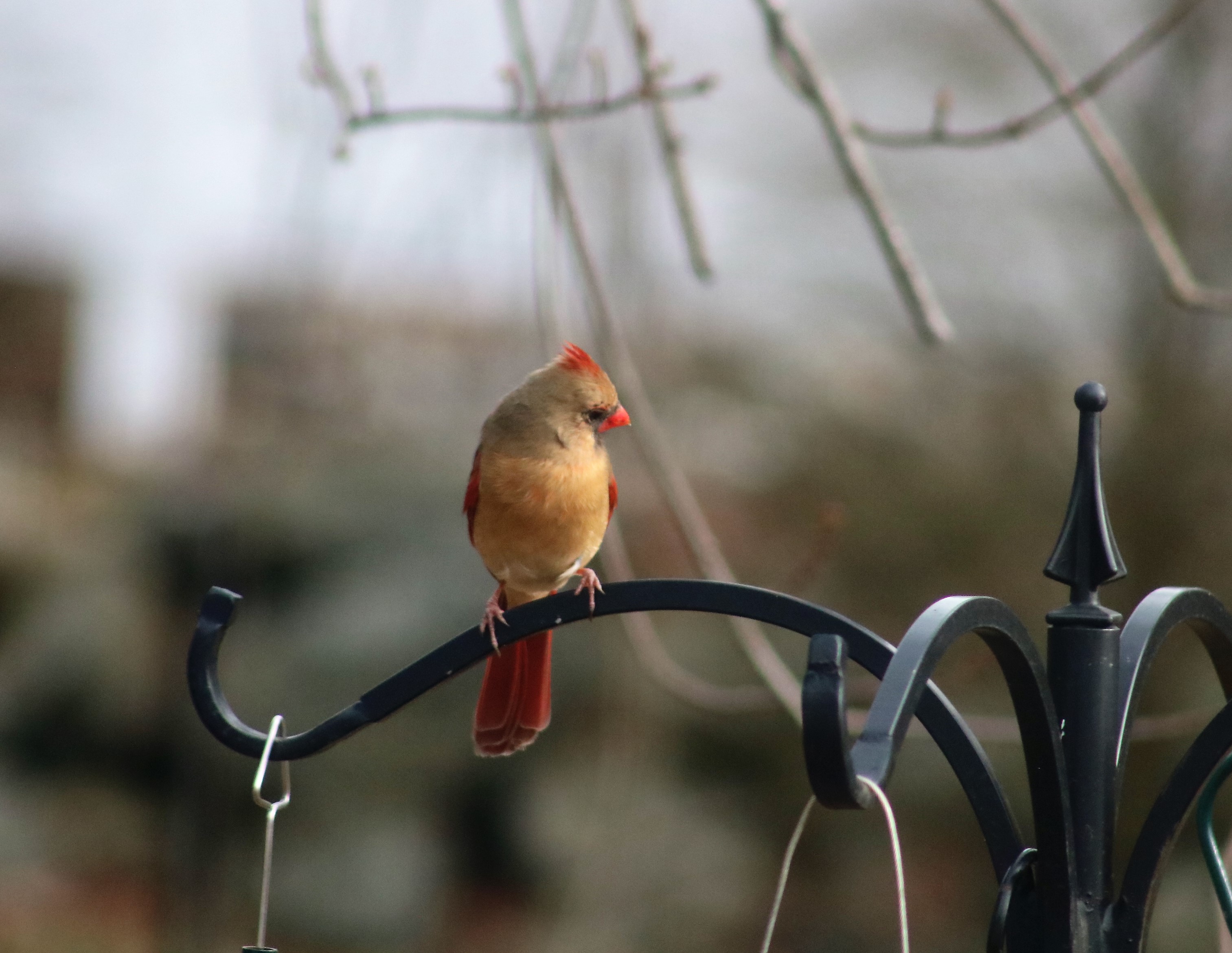 Northern Cardinal, Cooper's Hawk, Goldfinch and Red Breasted Nuthatch ...