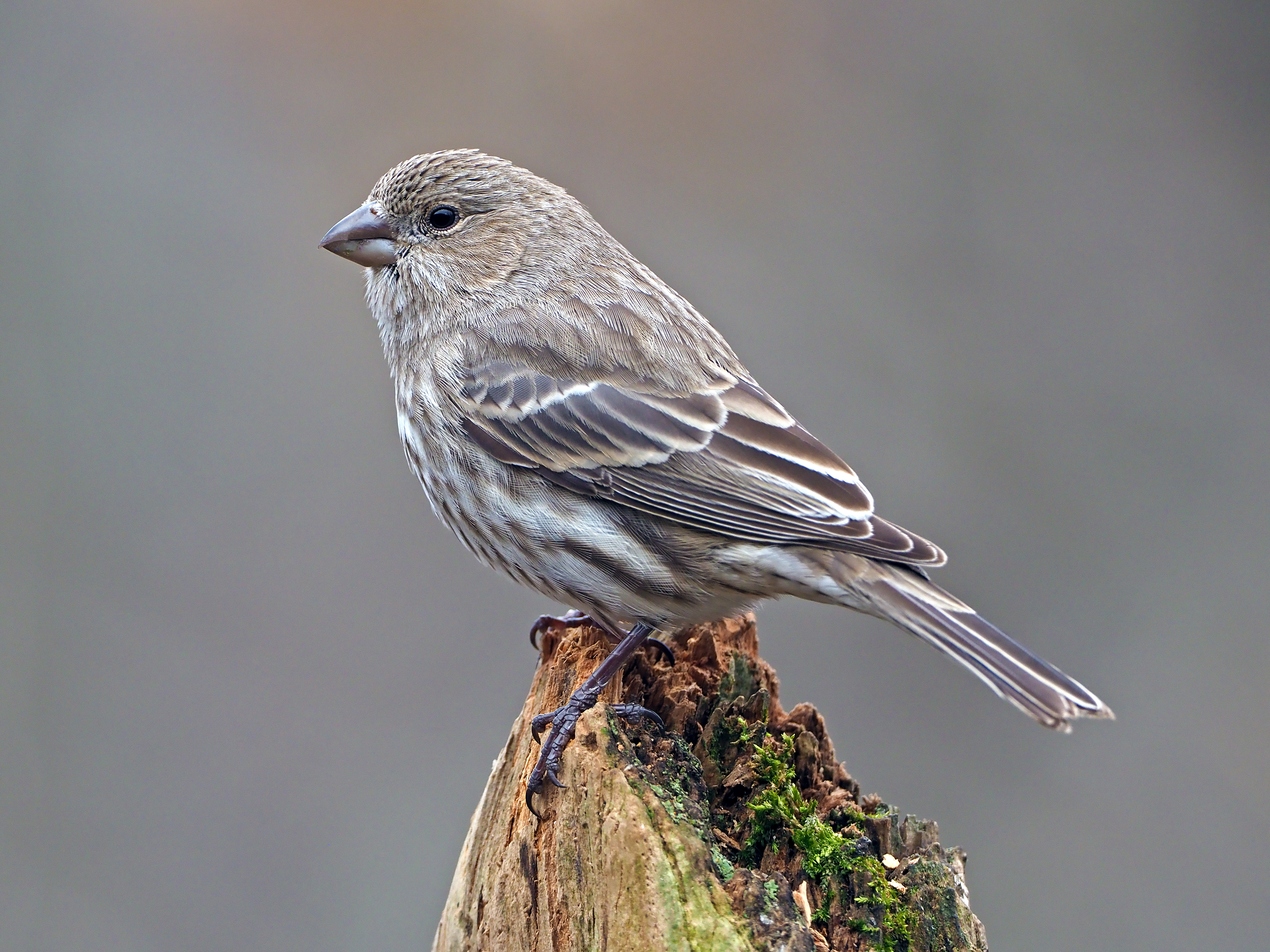 House Finch - Project FeederWatch