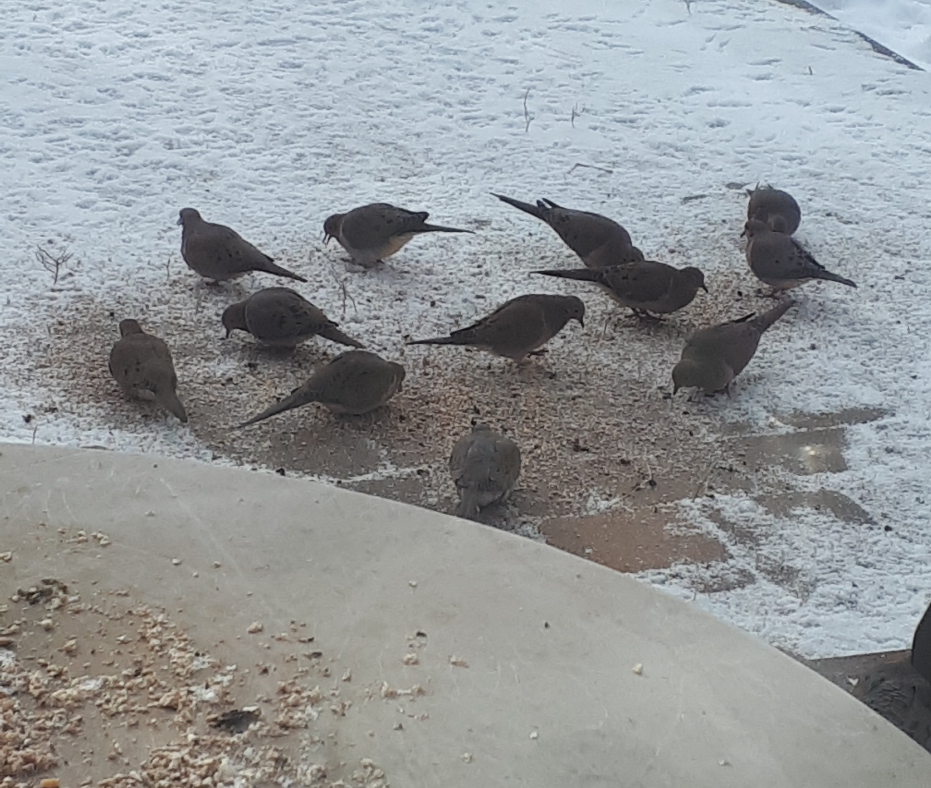 Mourning Doves - FeederWatch