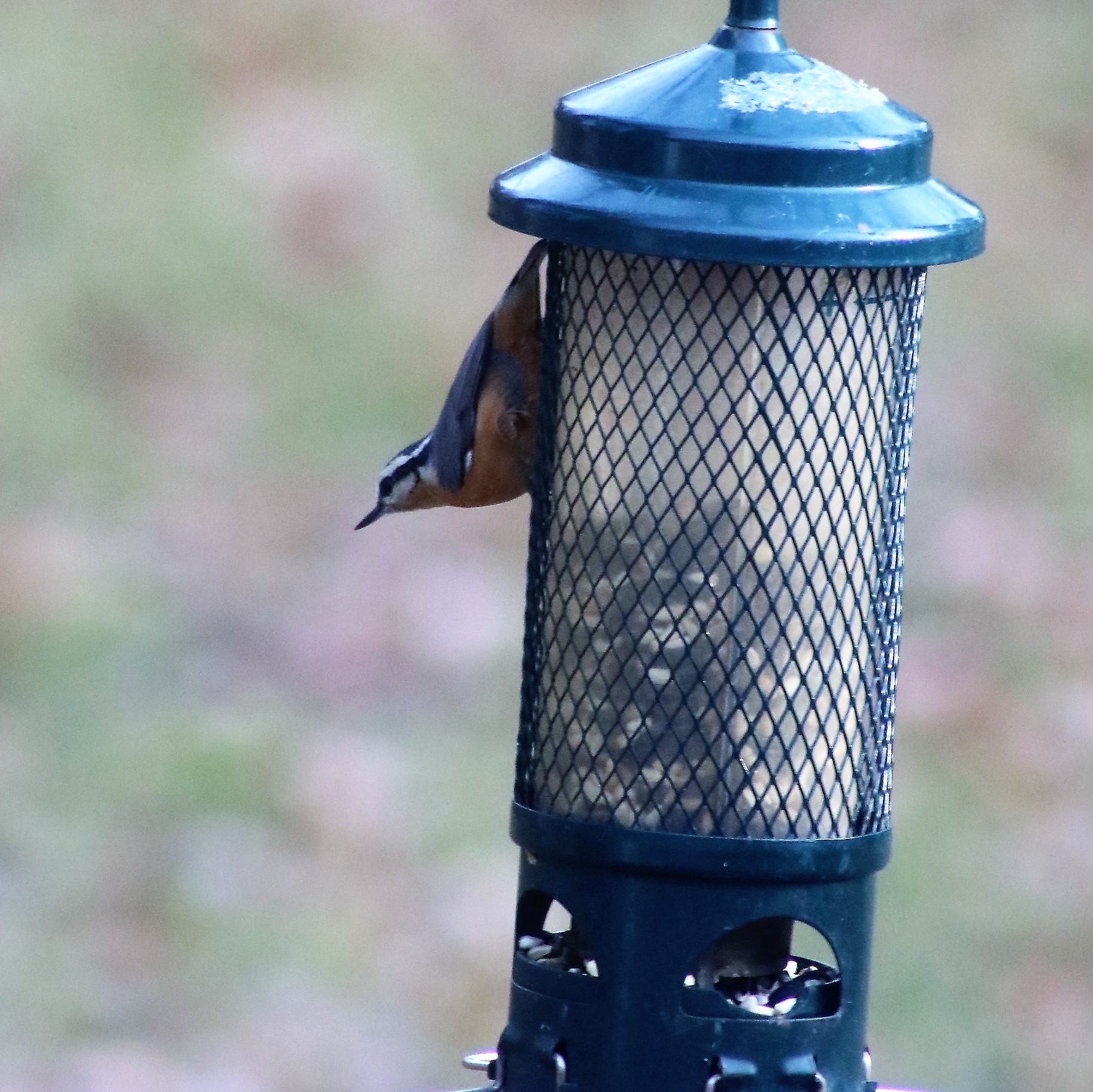 Northern Cardinal, Cooper's Hawk, Goldfinch and Red Breasted Nuthatch ...