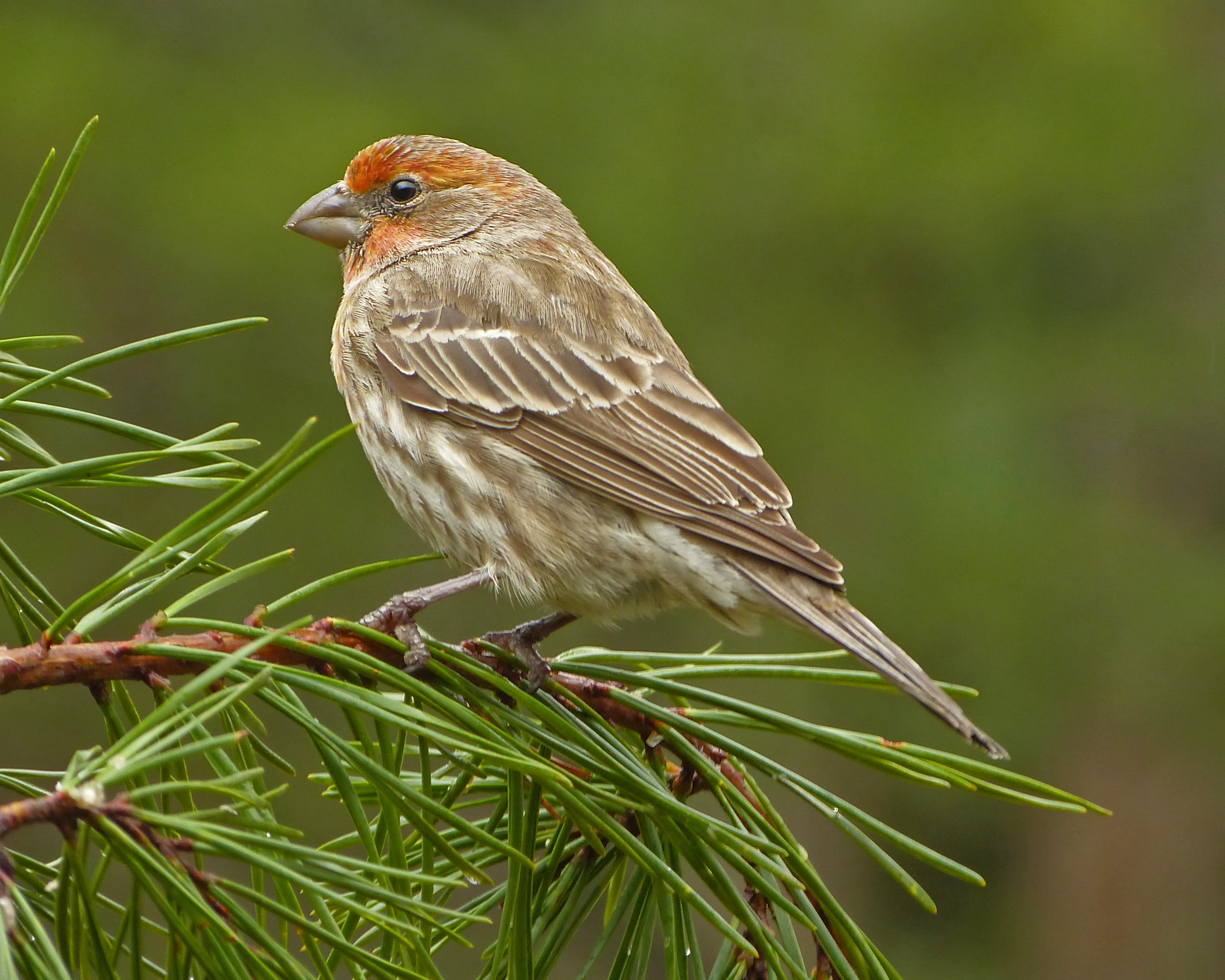 House Finch - Project FeederWatch