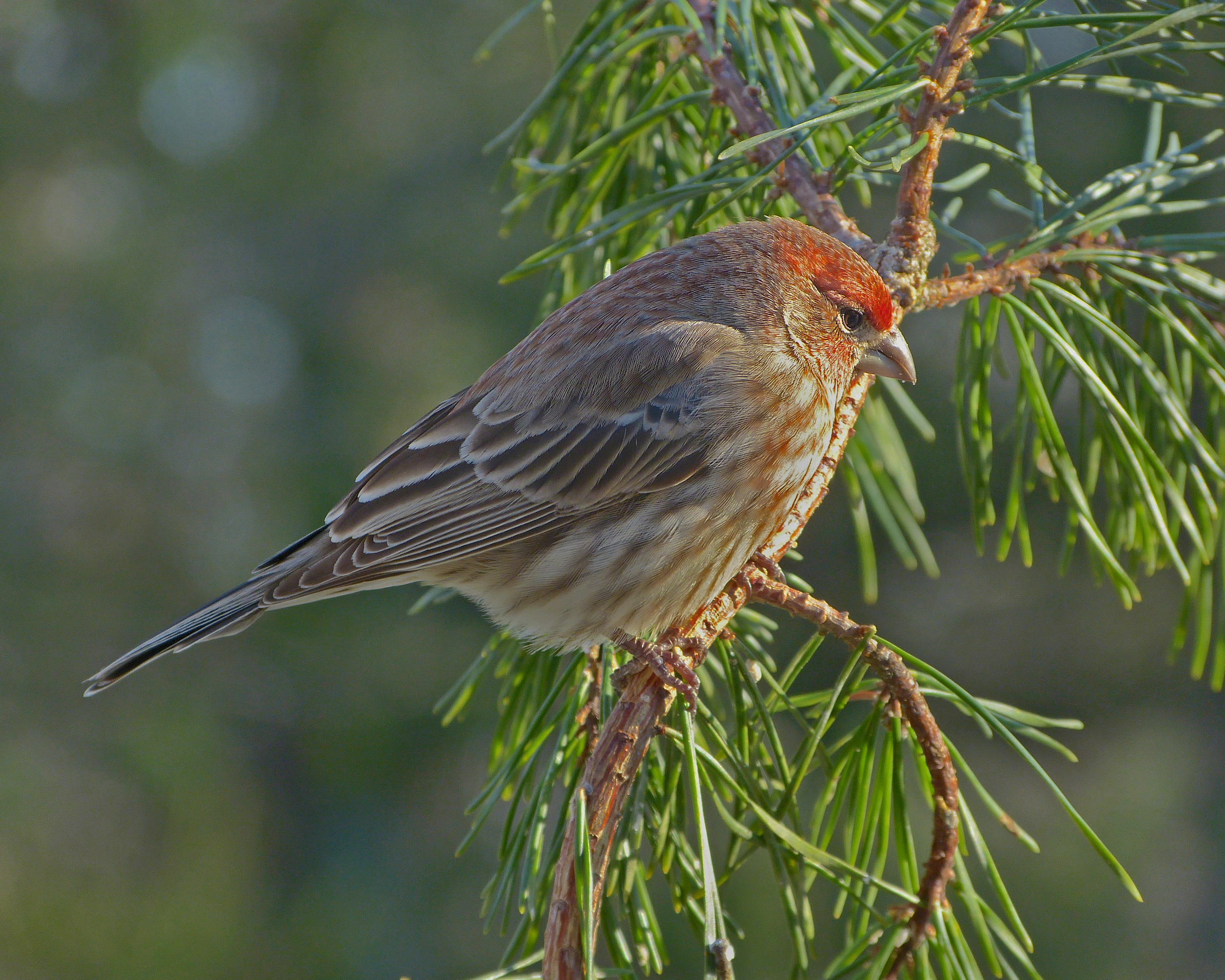 Male House Finch - FeederWatch