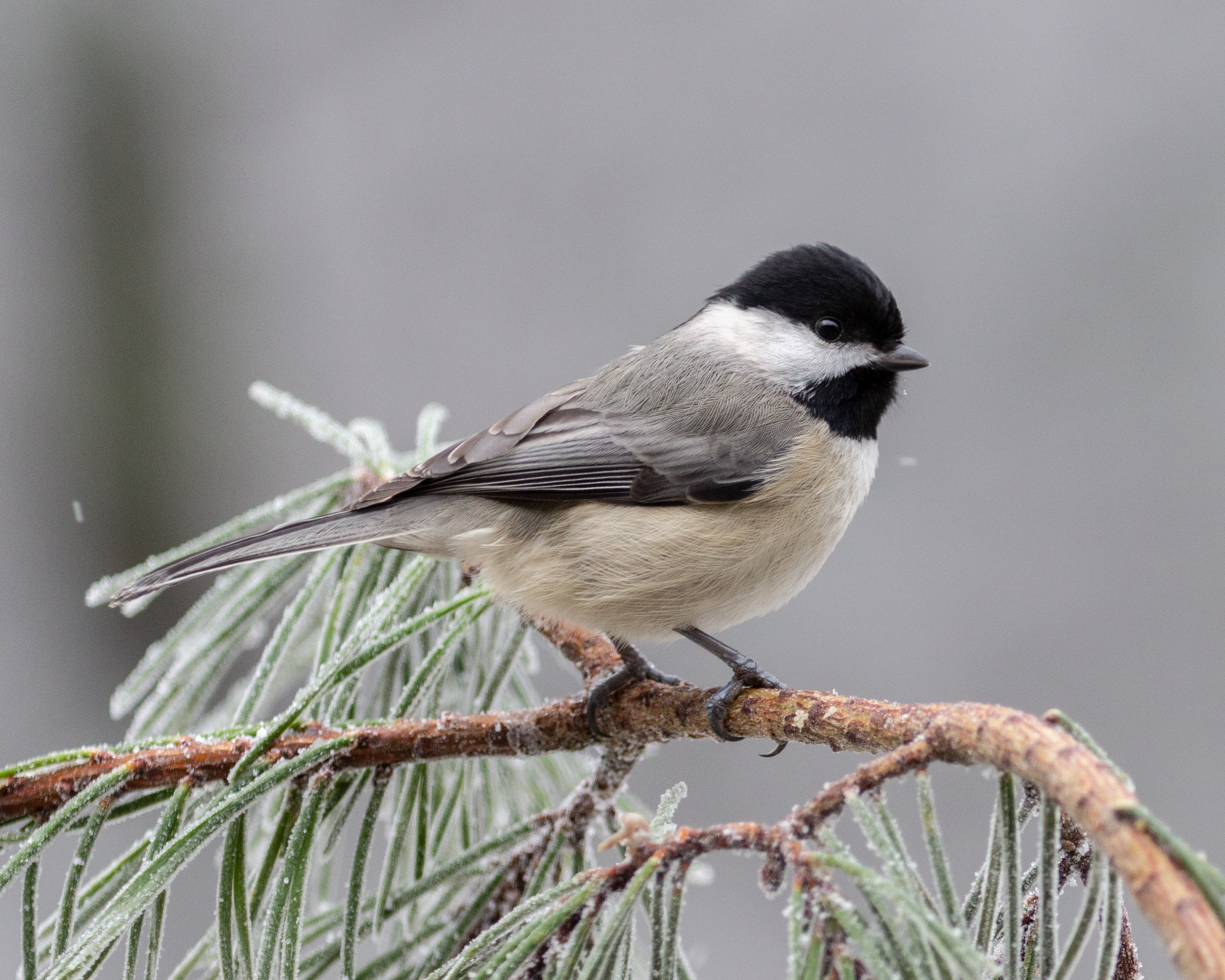 Chickadee in a pine - Project FeederWatch