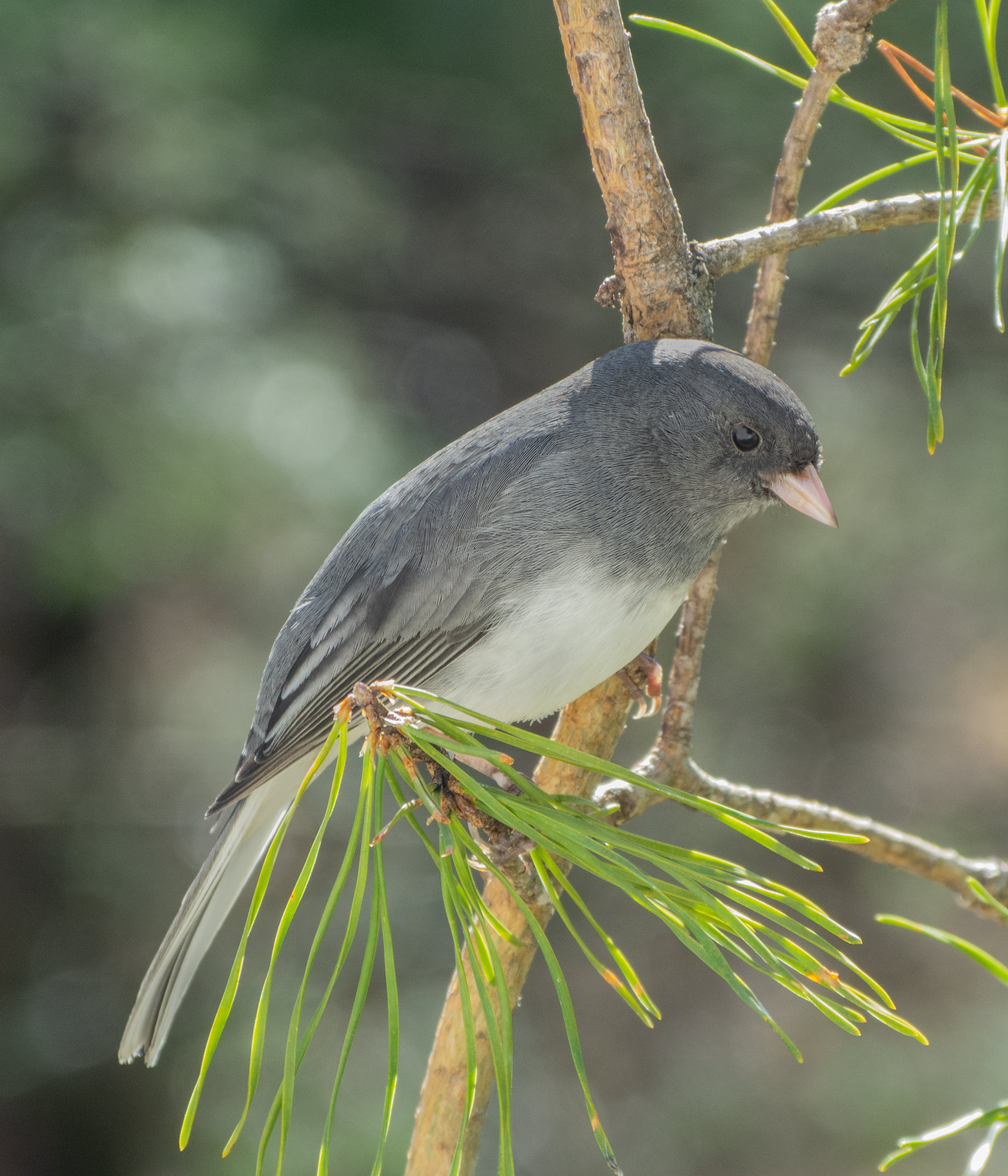 Male Dark-eyed Junco - FeederWatch
