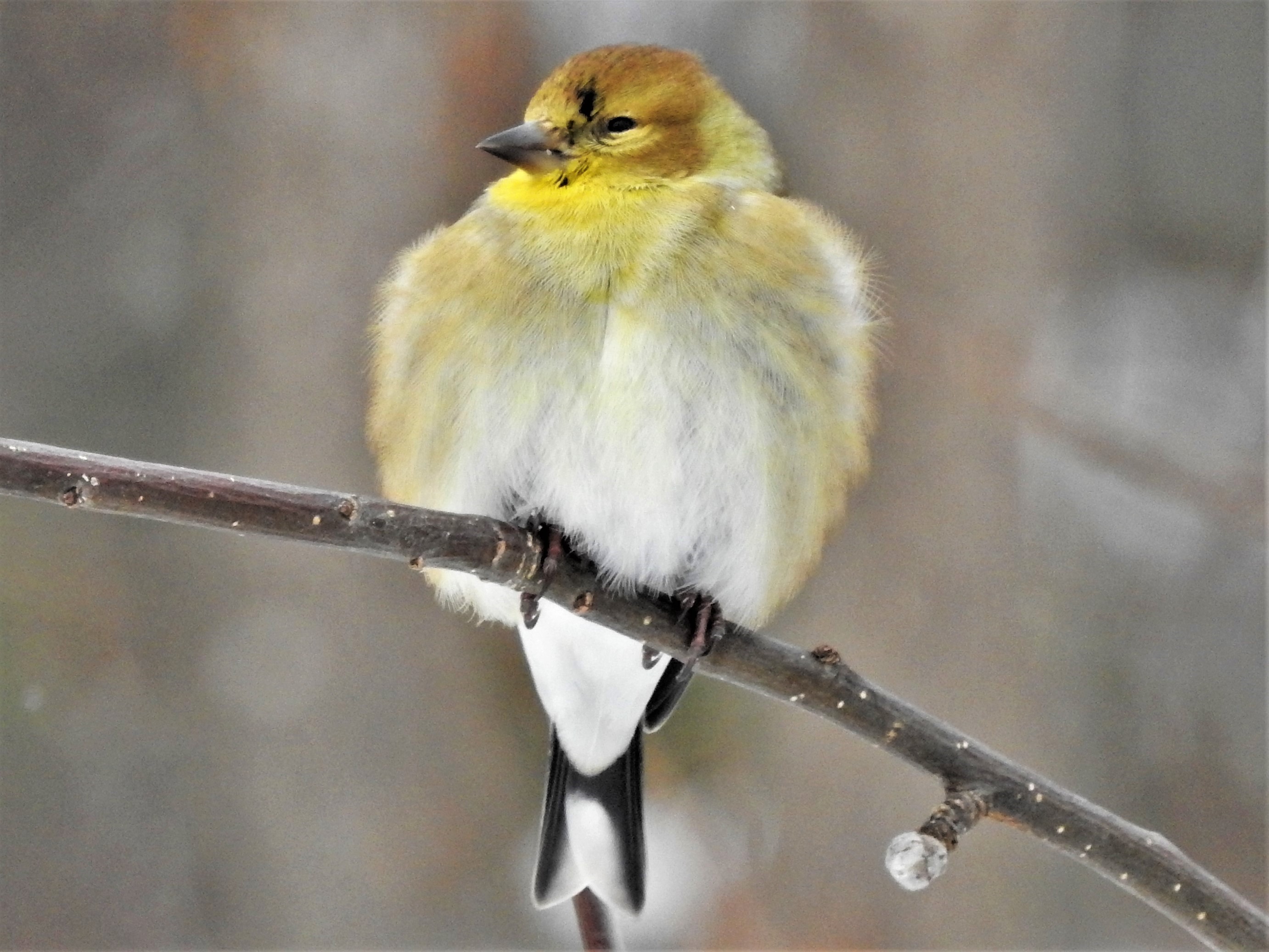 Goldfinch Keeping Warm - Project FeederWatch
