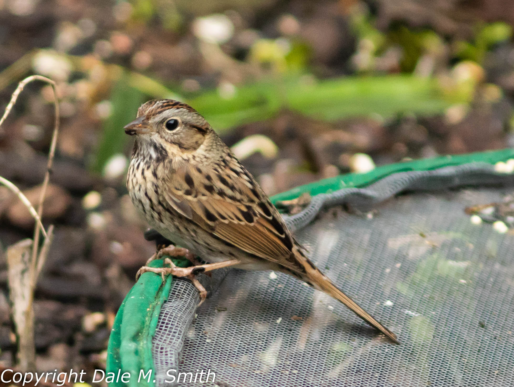 New Sparrows - Project FeederWatch