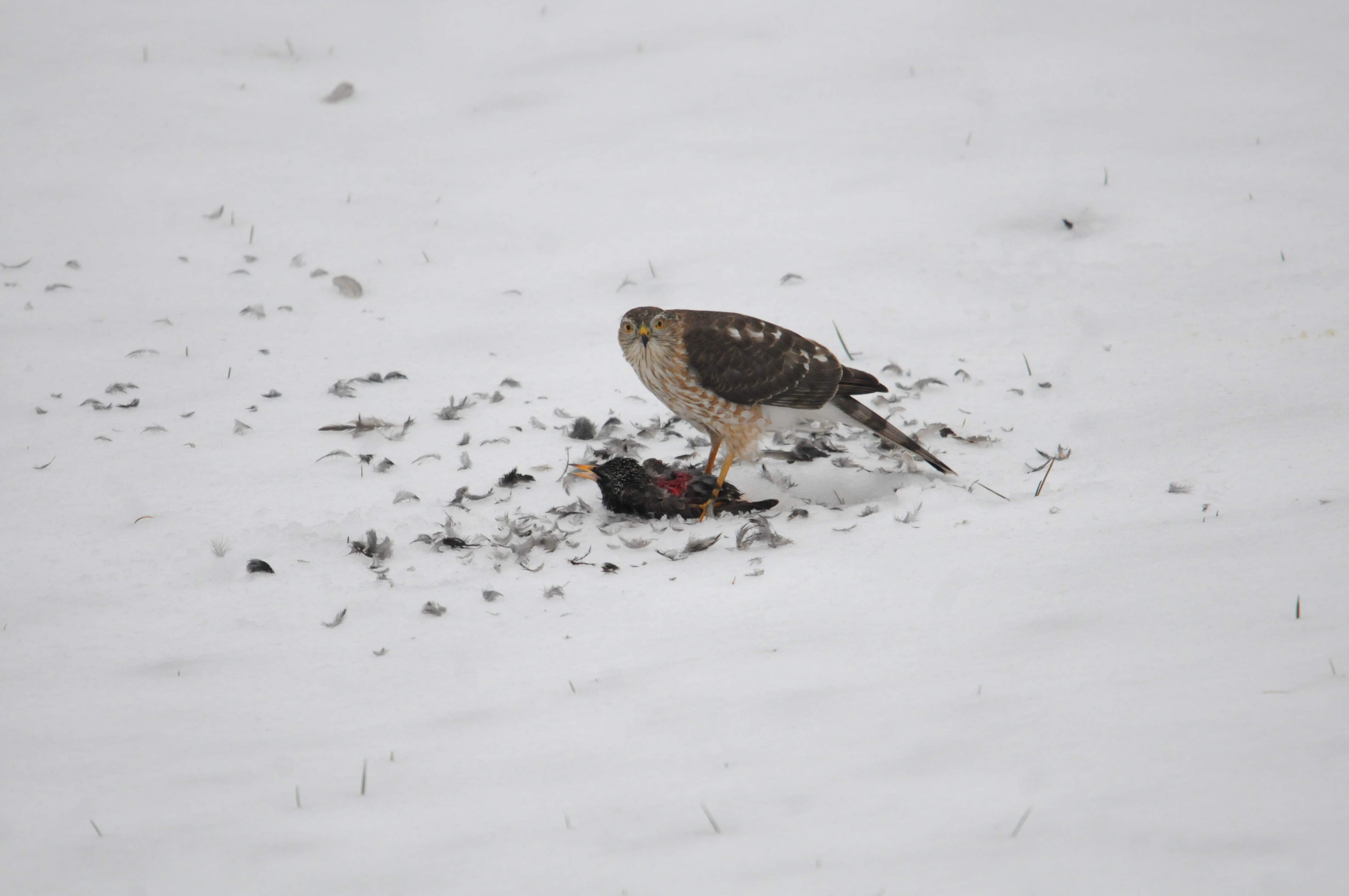 Coopers Hawk catches a Starling - Project FeederWatch