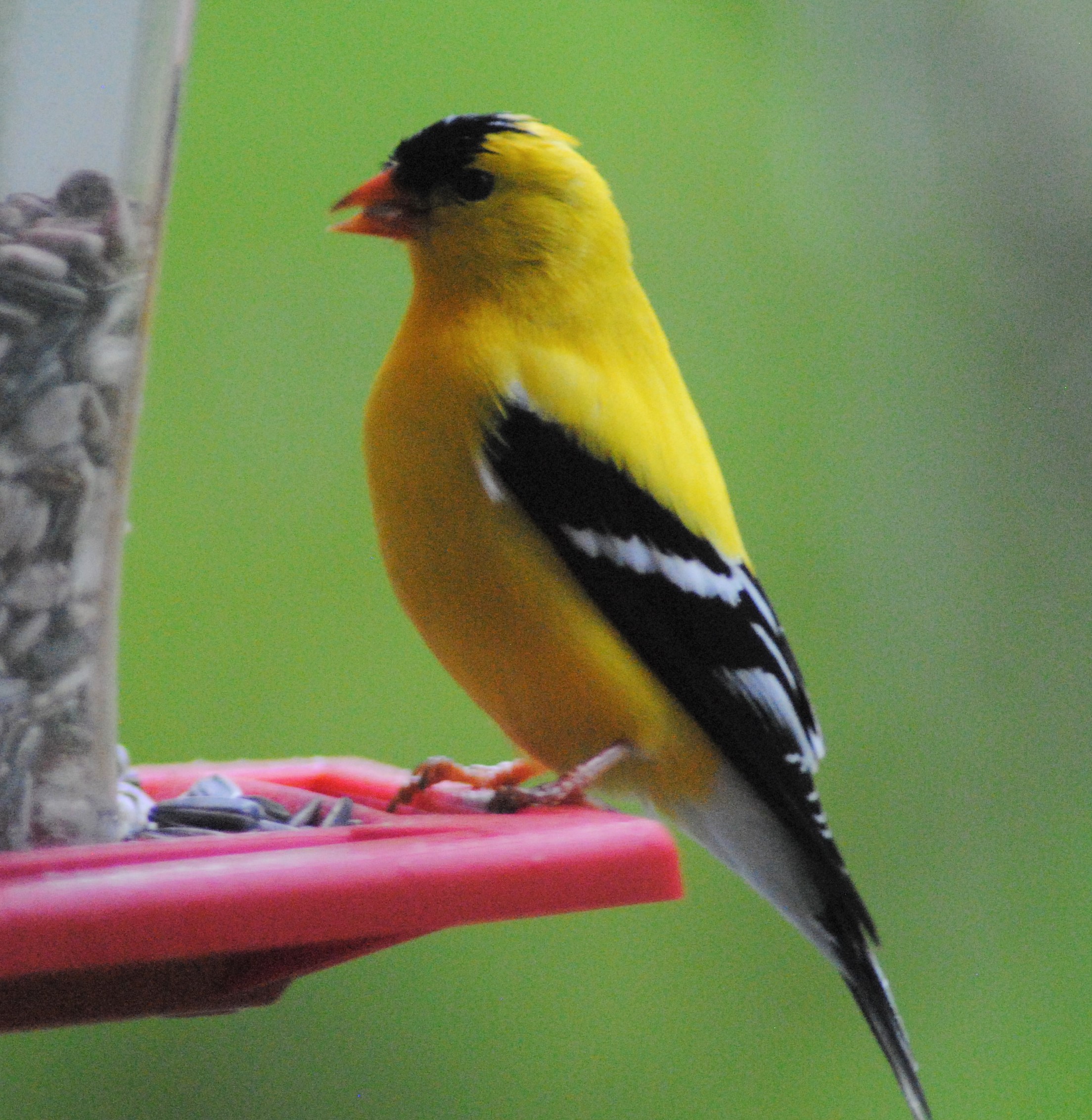 American Gold Finch in full color - Project FeederWatch