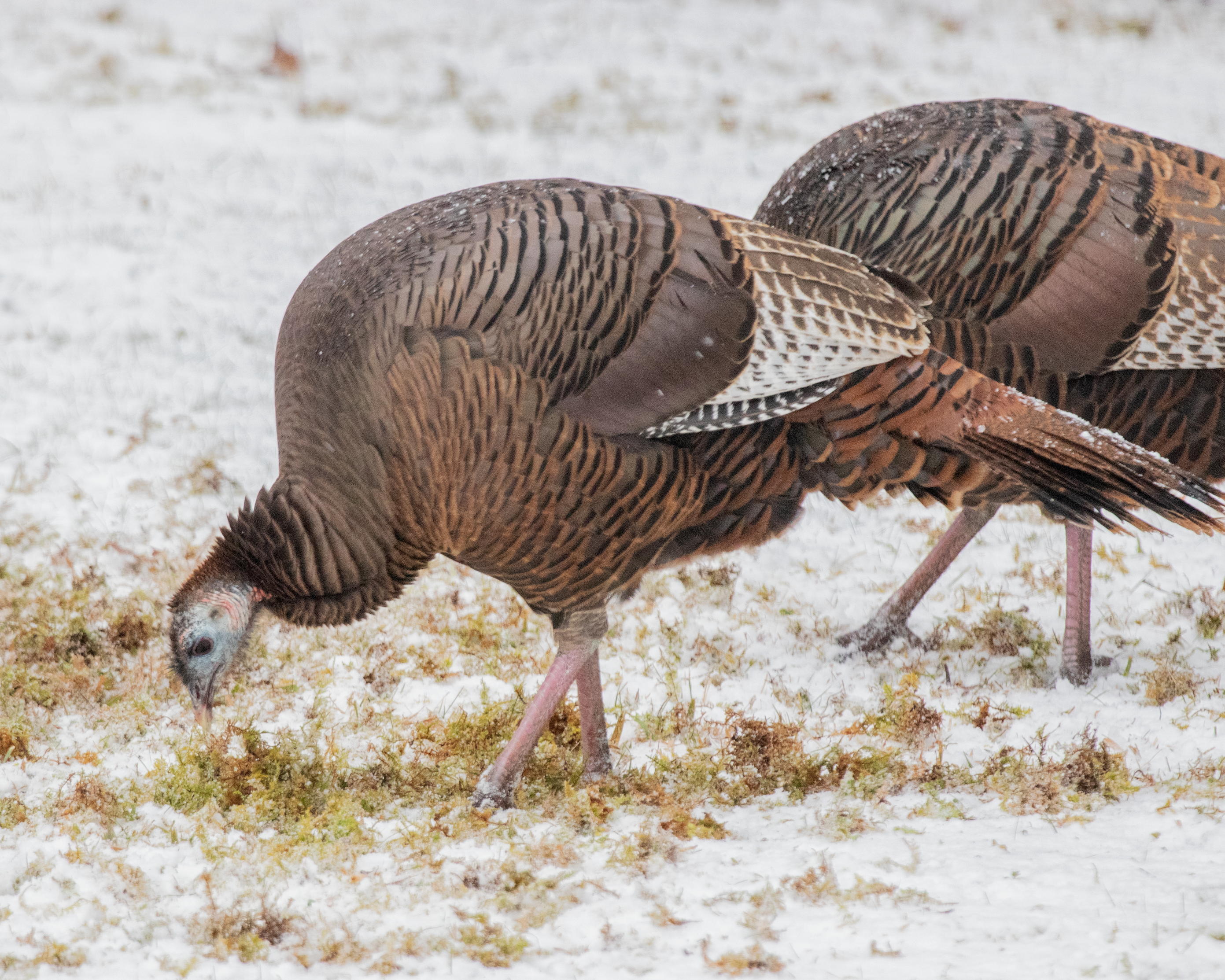 Wild Turkeys - Project FeederWatch