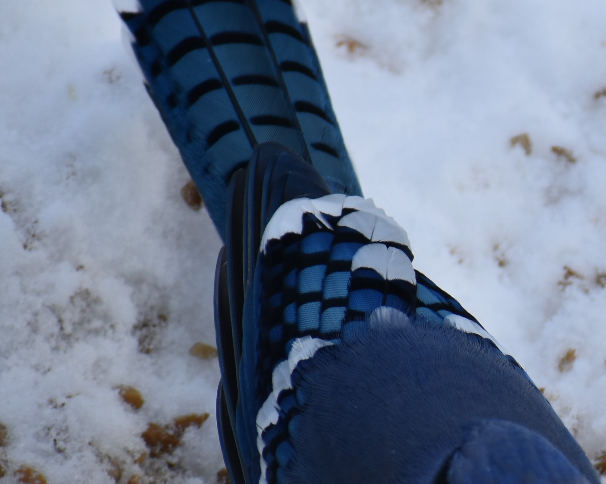 the identification of a Blue Jay, one after the other. - FeederWatch