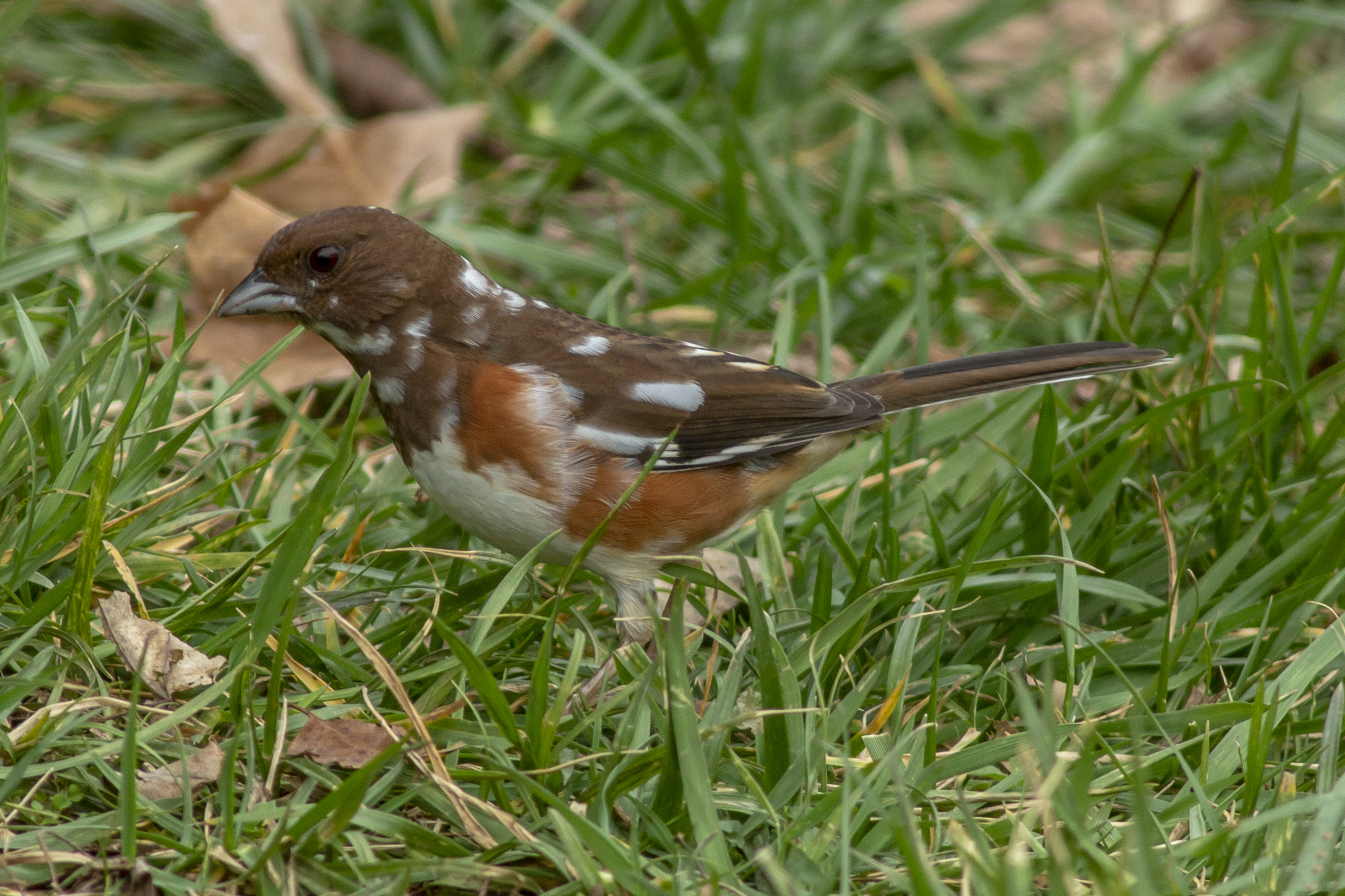 Female Eastern Towhee with Partial leucism - Project FeederWatch