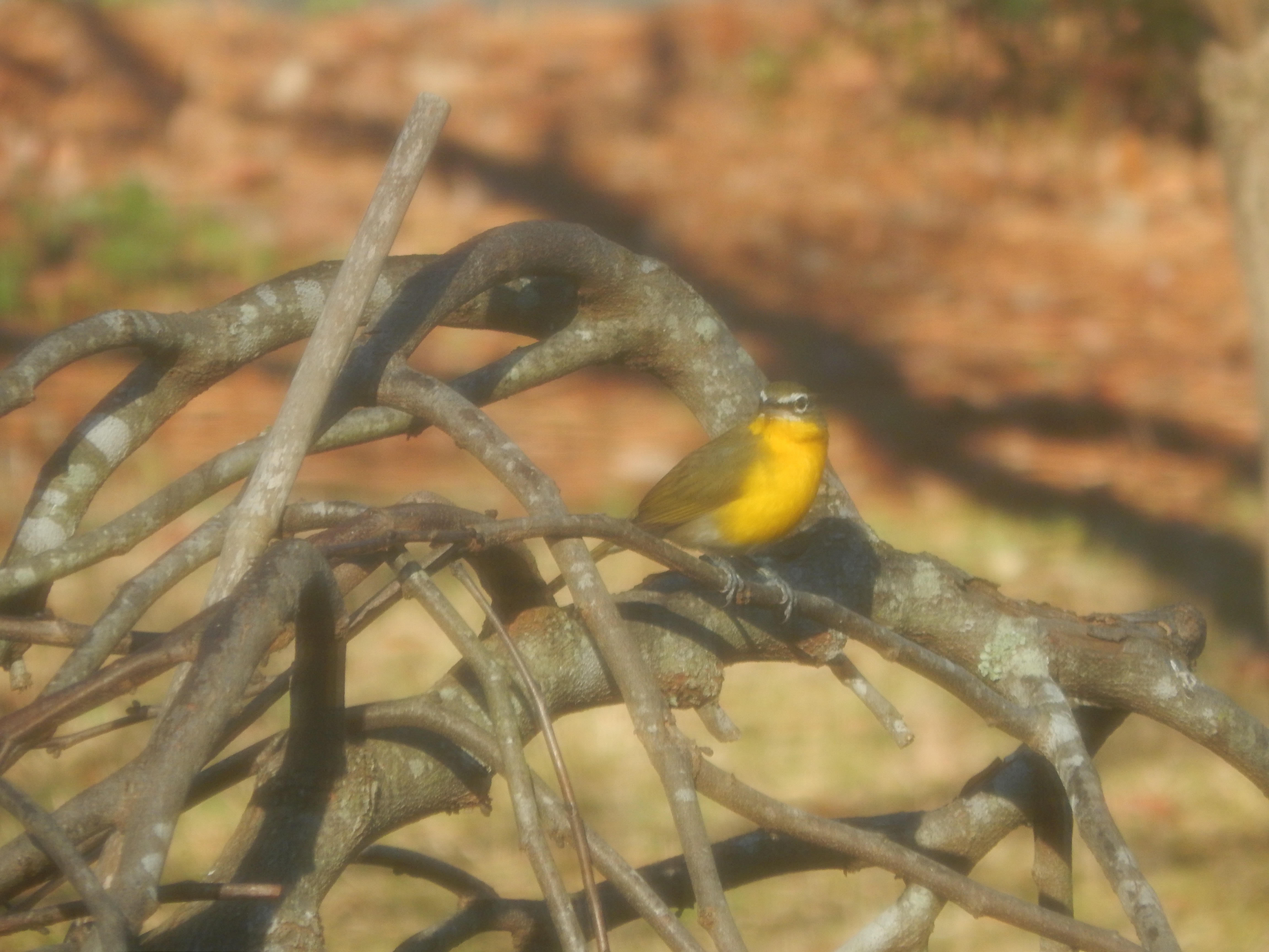 Yellow-breasted Chat - Project FeederWatch