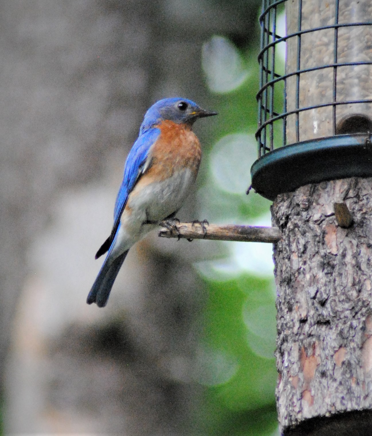 Summer resident, Bluebird on Seed Feeder - Project FeederWatch