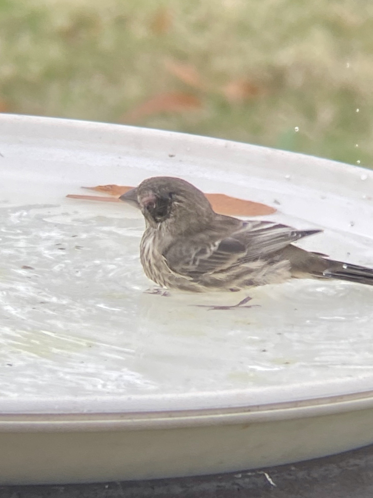 Female House Finch with Eye Disease/Conjunctivitis - Project FeederWatch