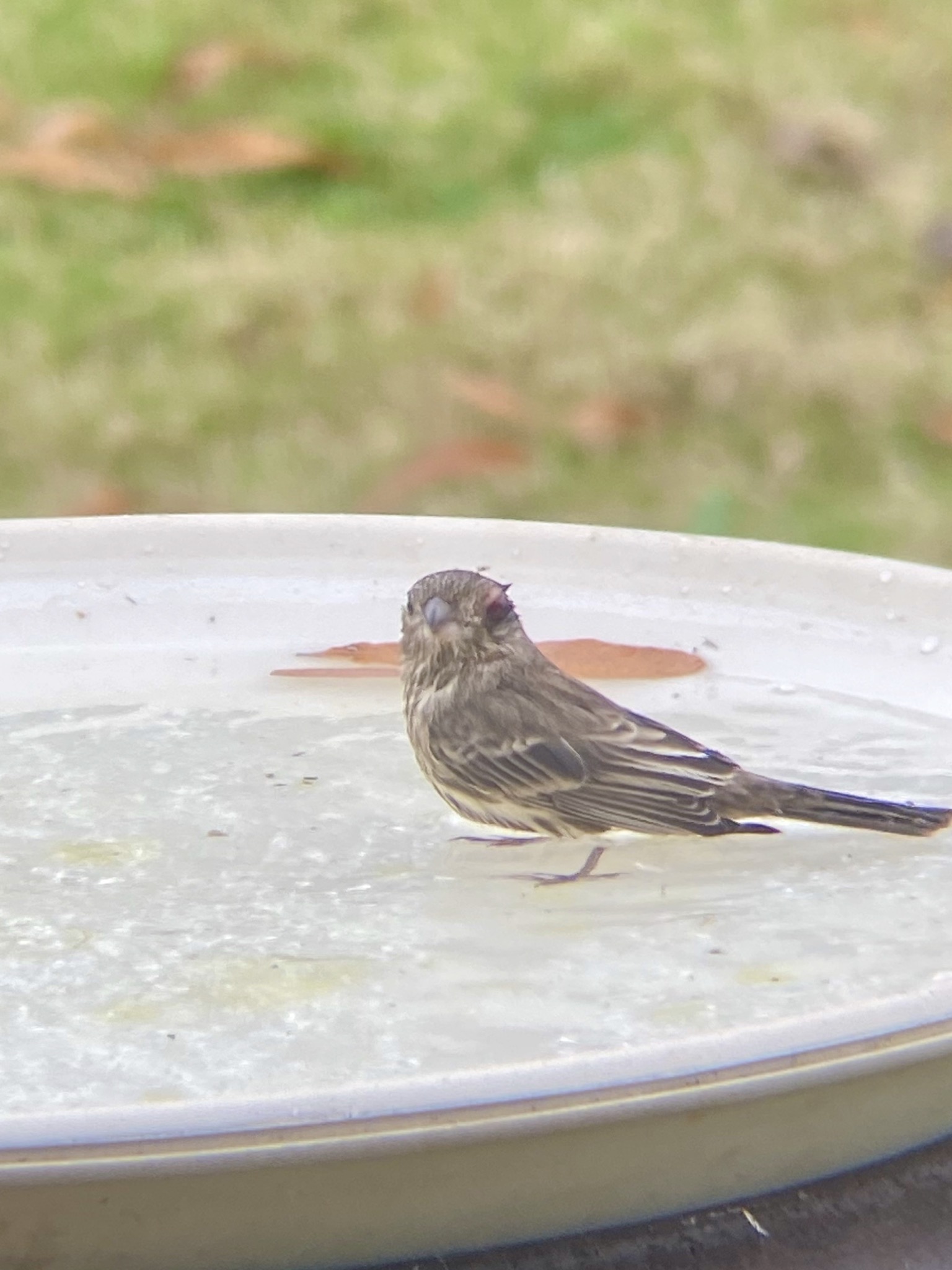 Female House Finch with Eye Disease/Conjunctivitis - Project FeederWatch