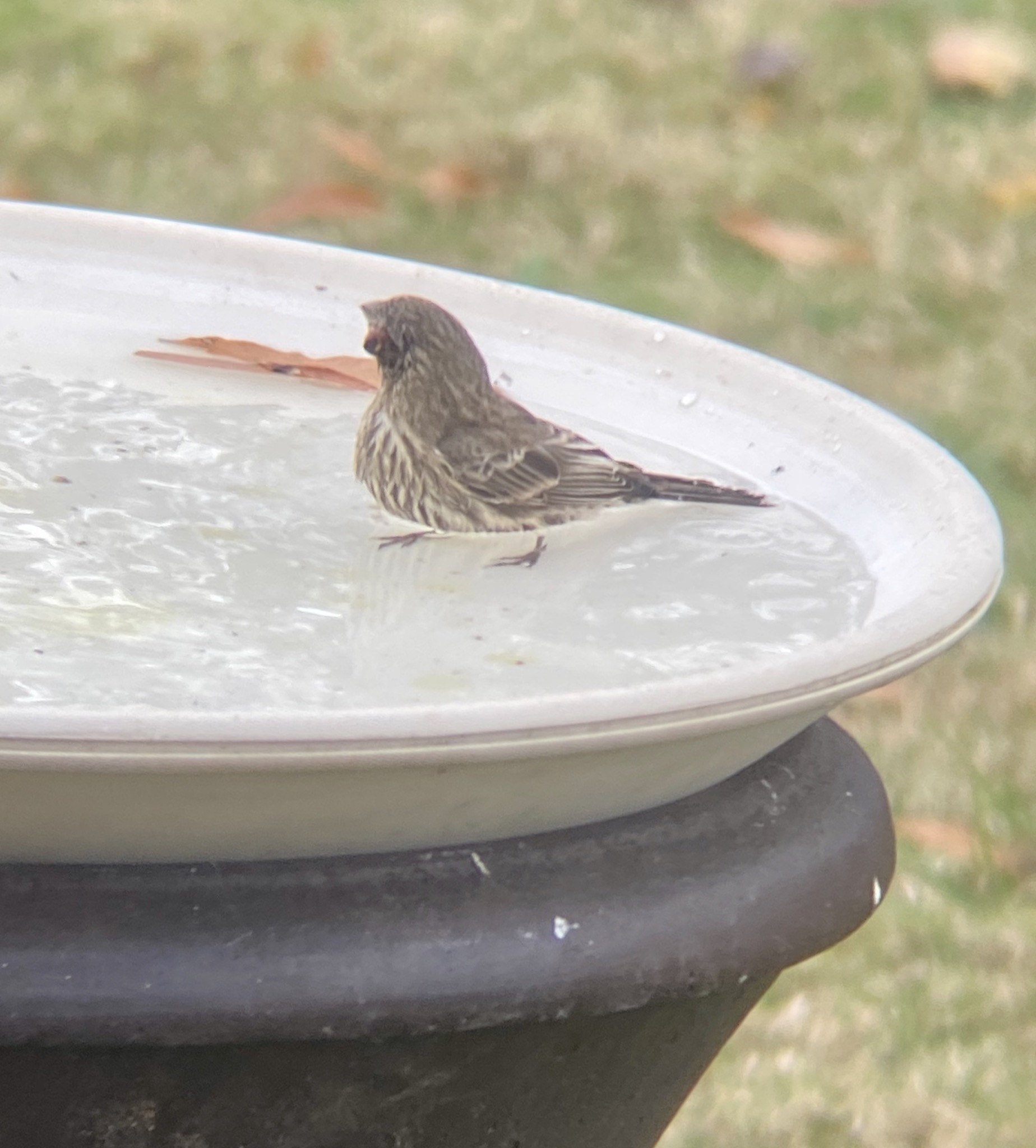 Female House Finch with Eye Disease/Conjunctivitis - FeederWatch