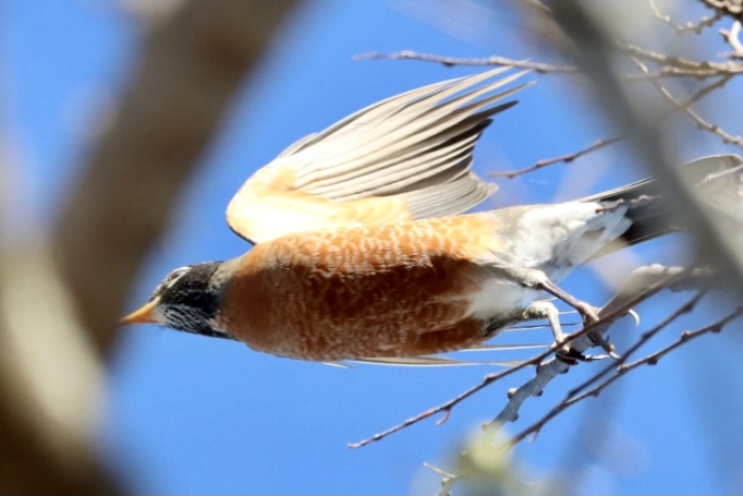 Robin taking flight - Project FeederWatch