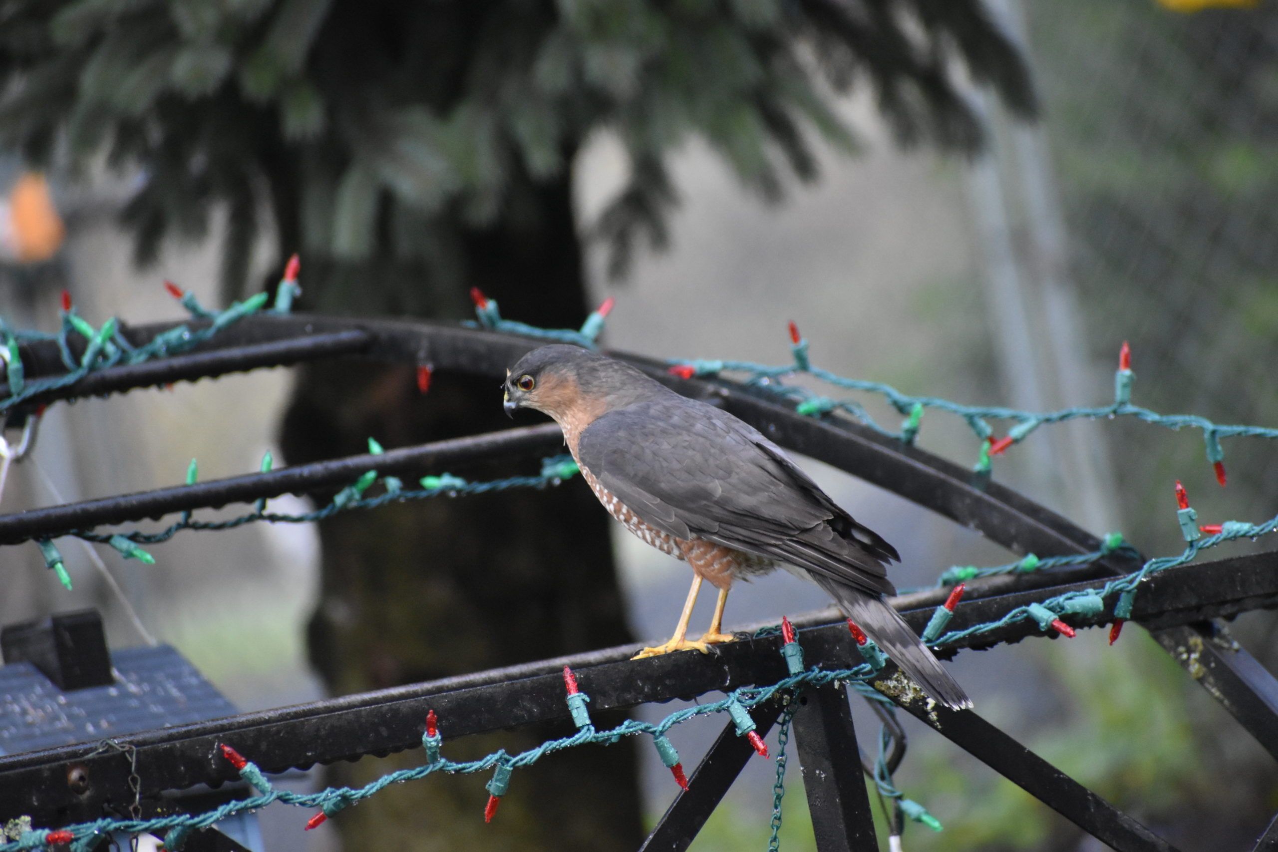 SHARP SHIN HAWK - FeederWatch