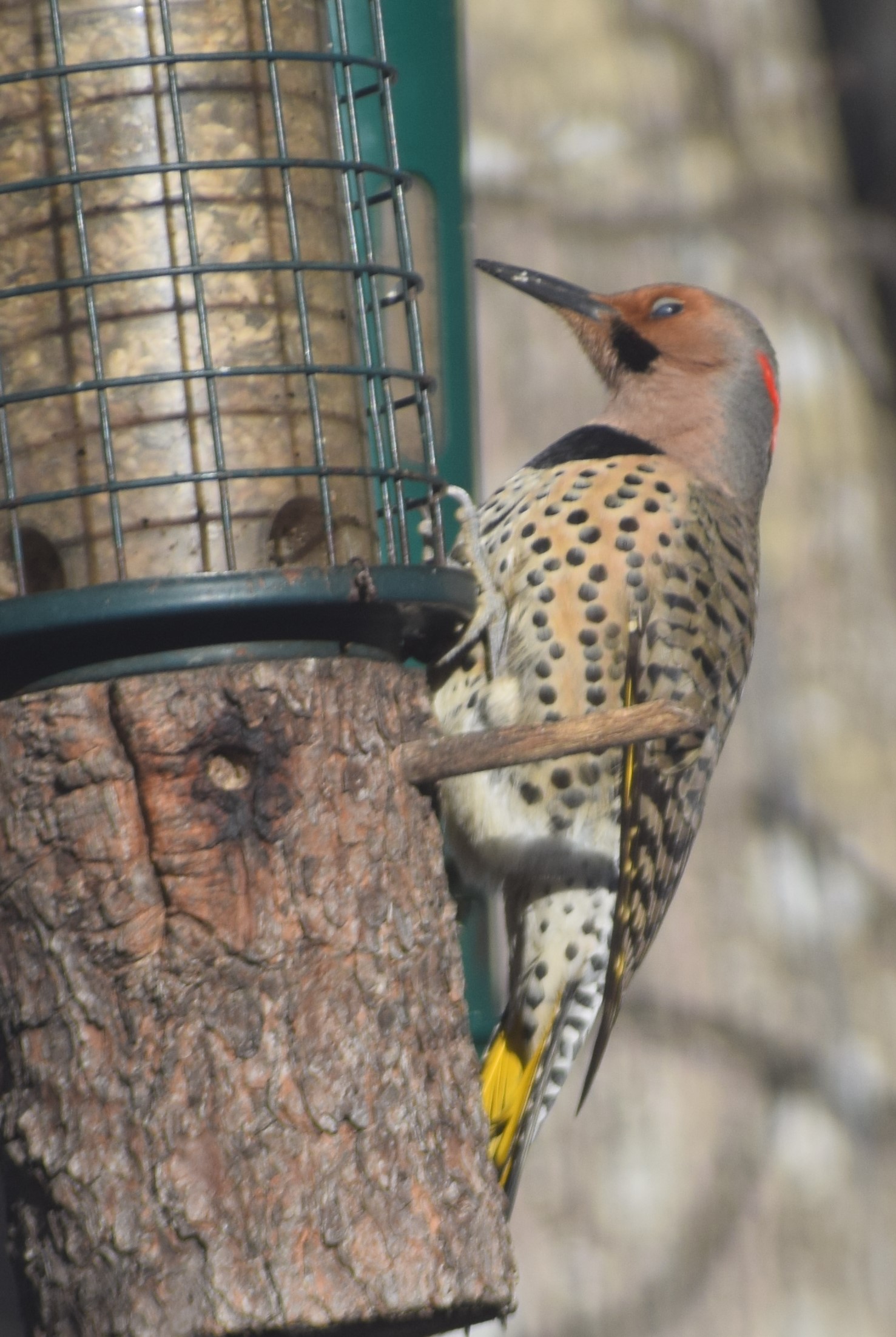 Winter visitor, Flicker WP - FeederWatch