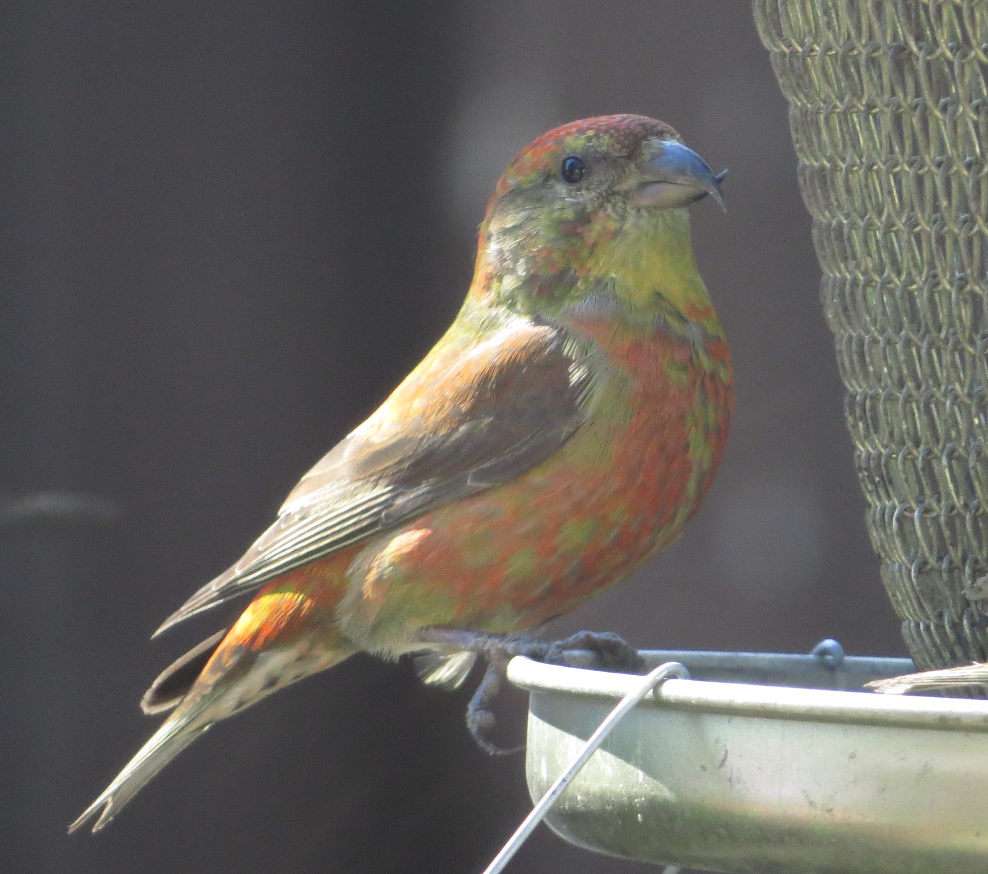 Red Crossbill wondering how to get the seed out of this contraption ...
