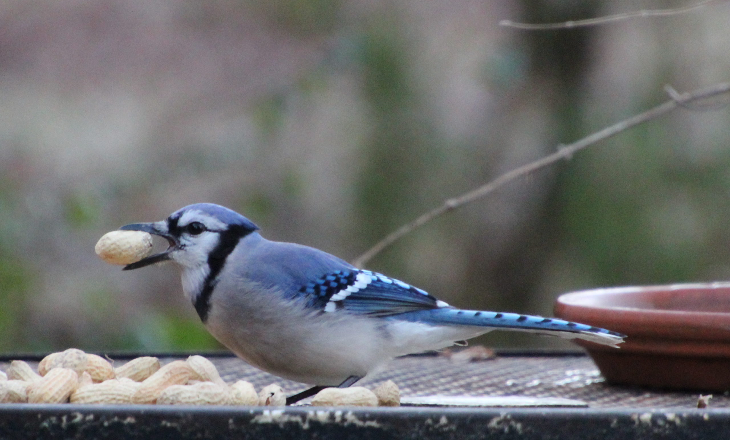 Handsome Blue Jay - Project FeederWatch