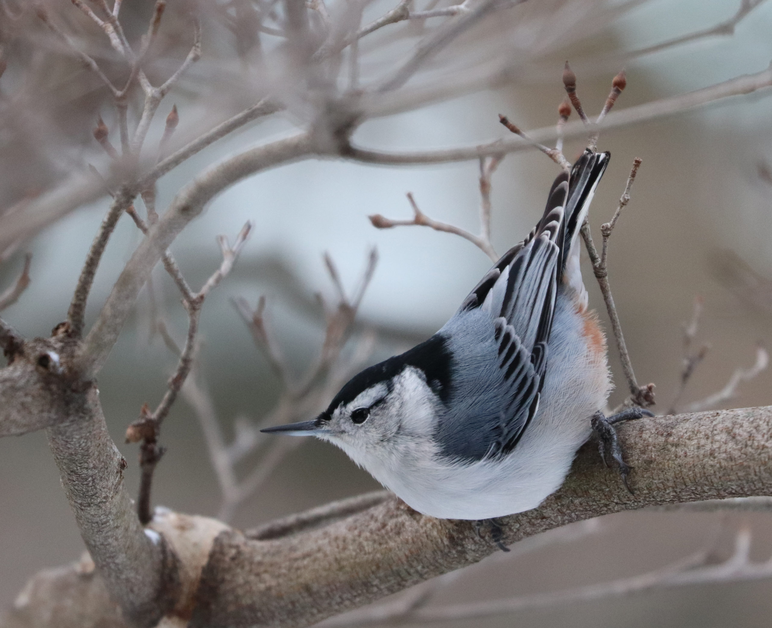 My favorite couple! - FeederWatch