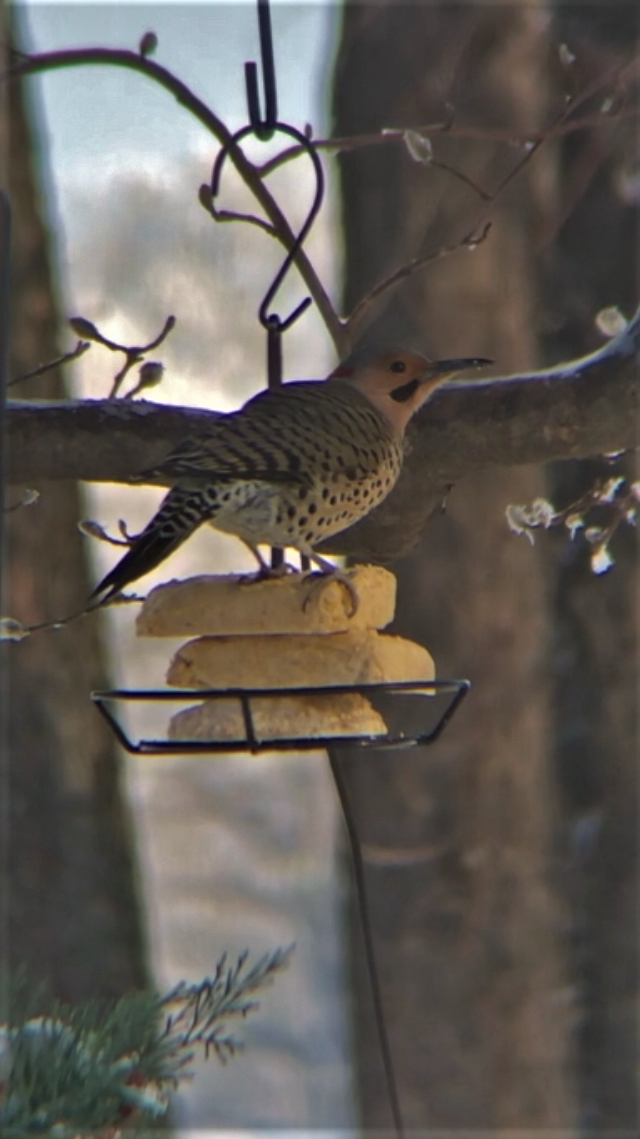 Northern Flicker (Yellow-Shafted) - FeederWatch