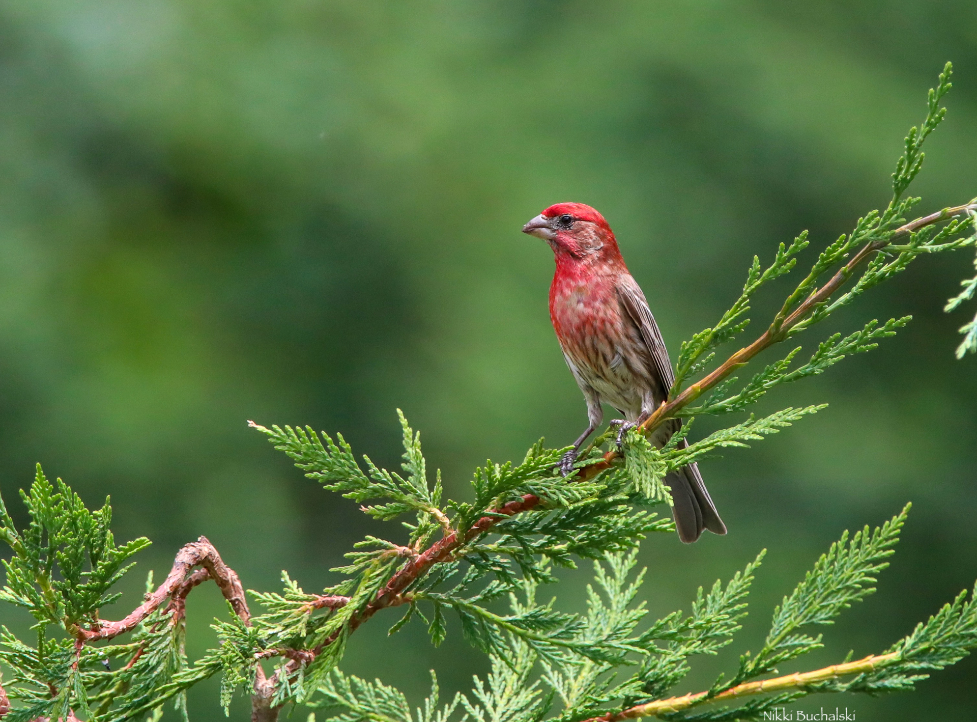 House Finch - FeederWatch