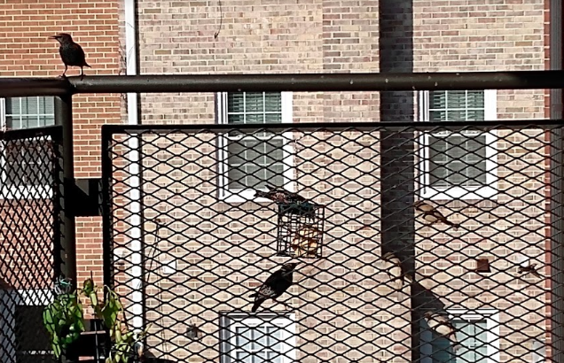 Urban birds - FeederWatch