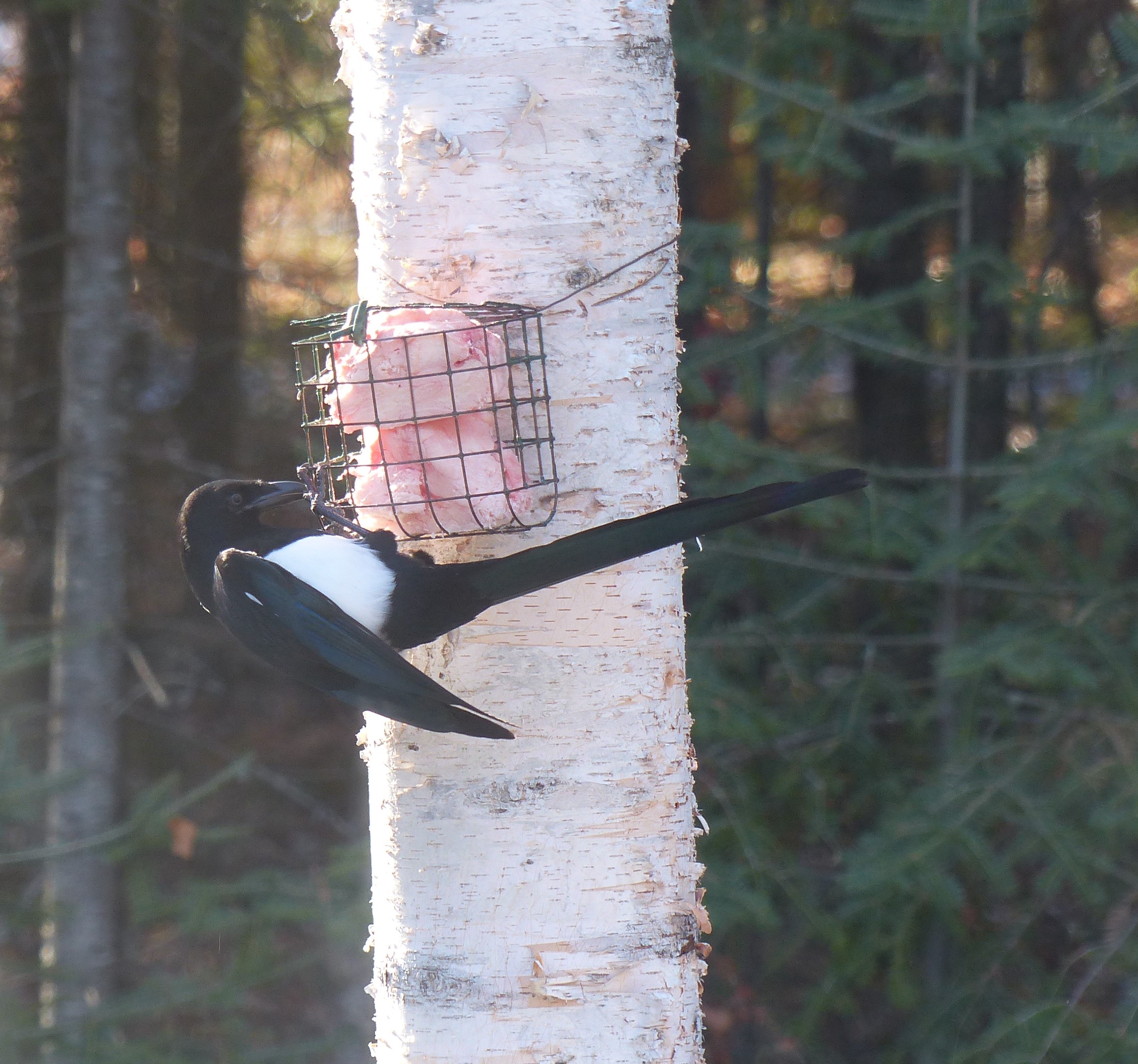 Black-billed Magpie - FeederWatch