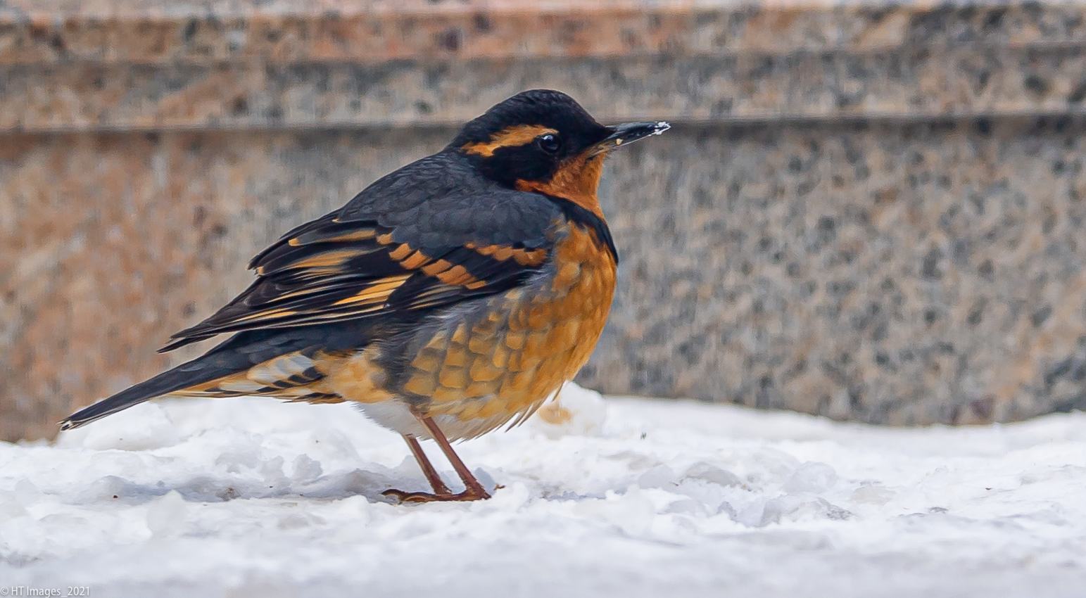 Varied Thrush - FeederWatch