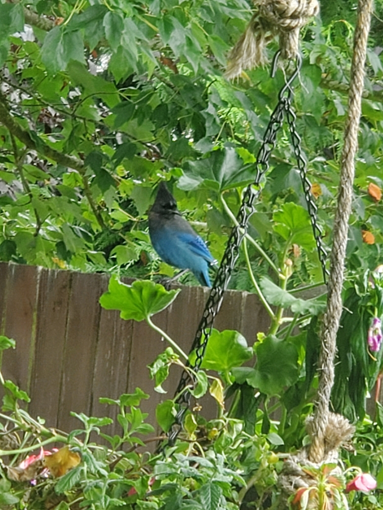 Steller's Jay male - FeederWatch