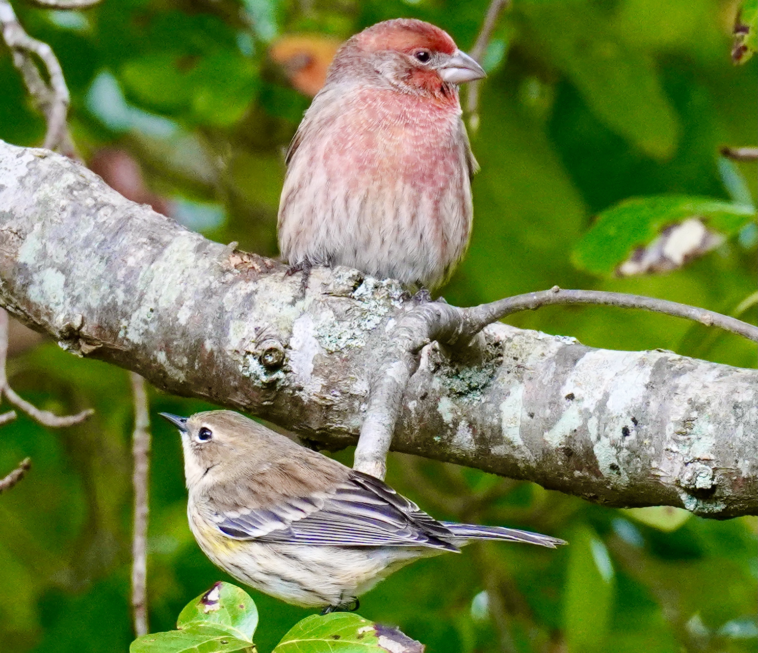House Finch & Yellow Rump Warbler - FeederWatch