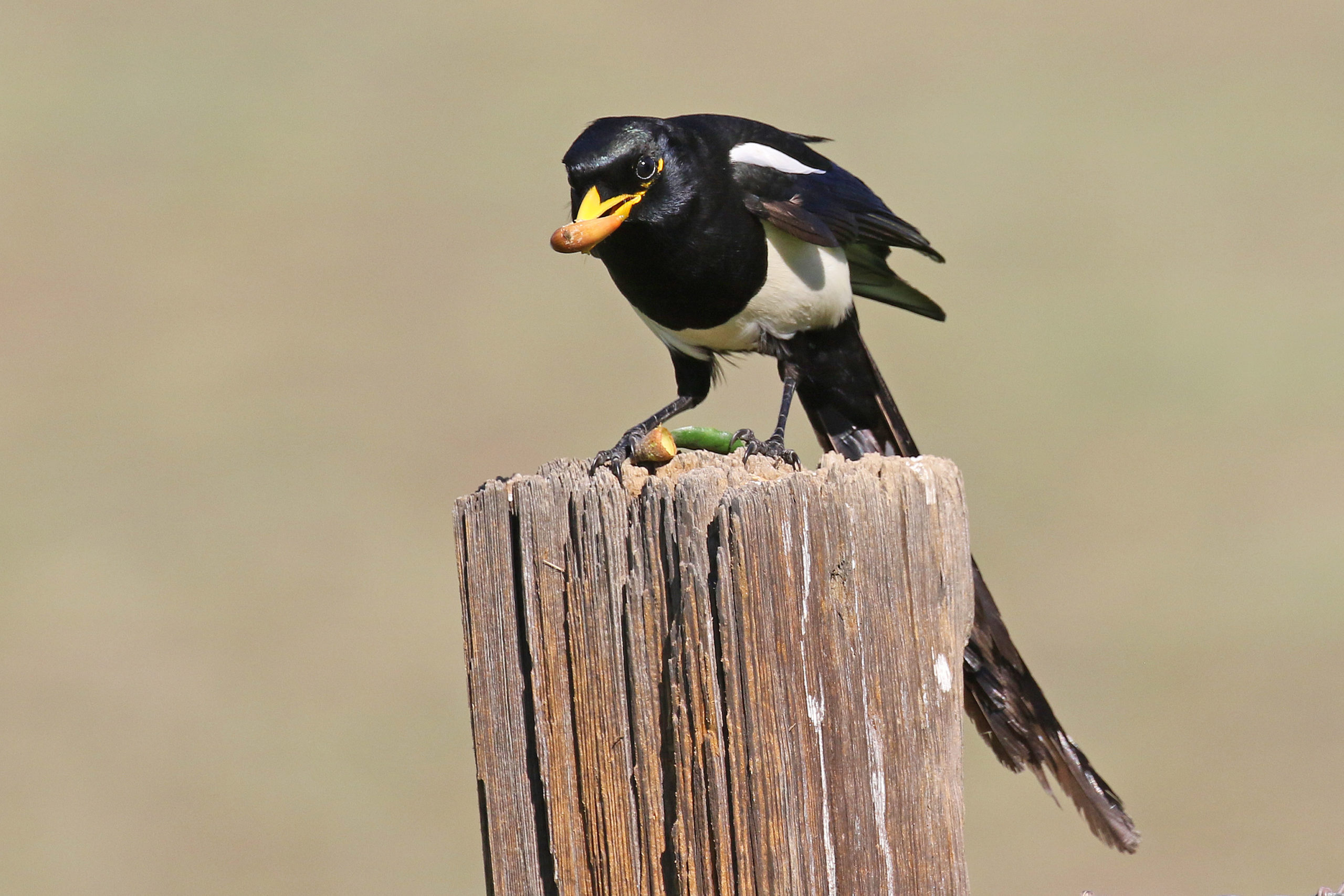 Yellow-billed Magpie - FeederWatch