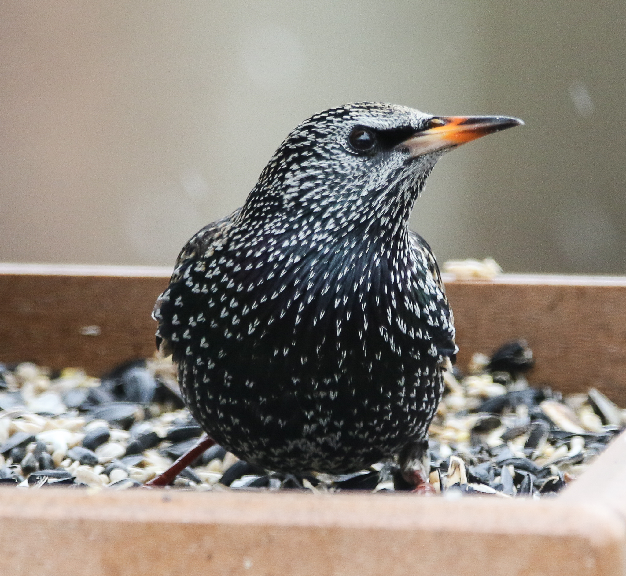 Northern Flicker Owns the Feeder! - FeederWatch