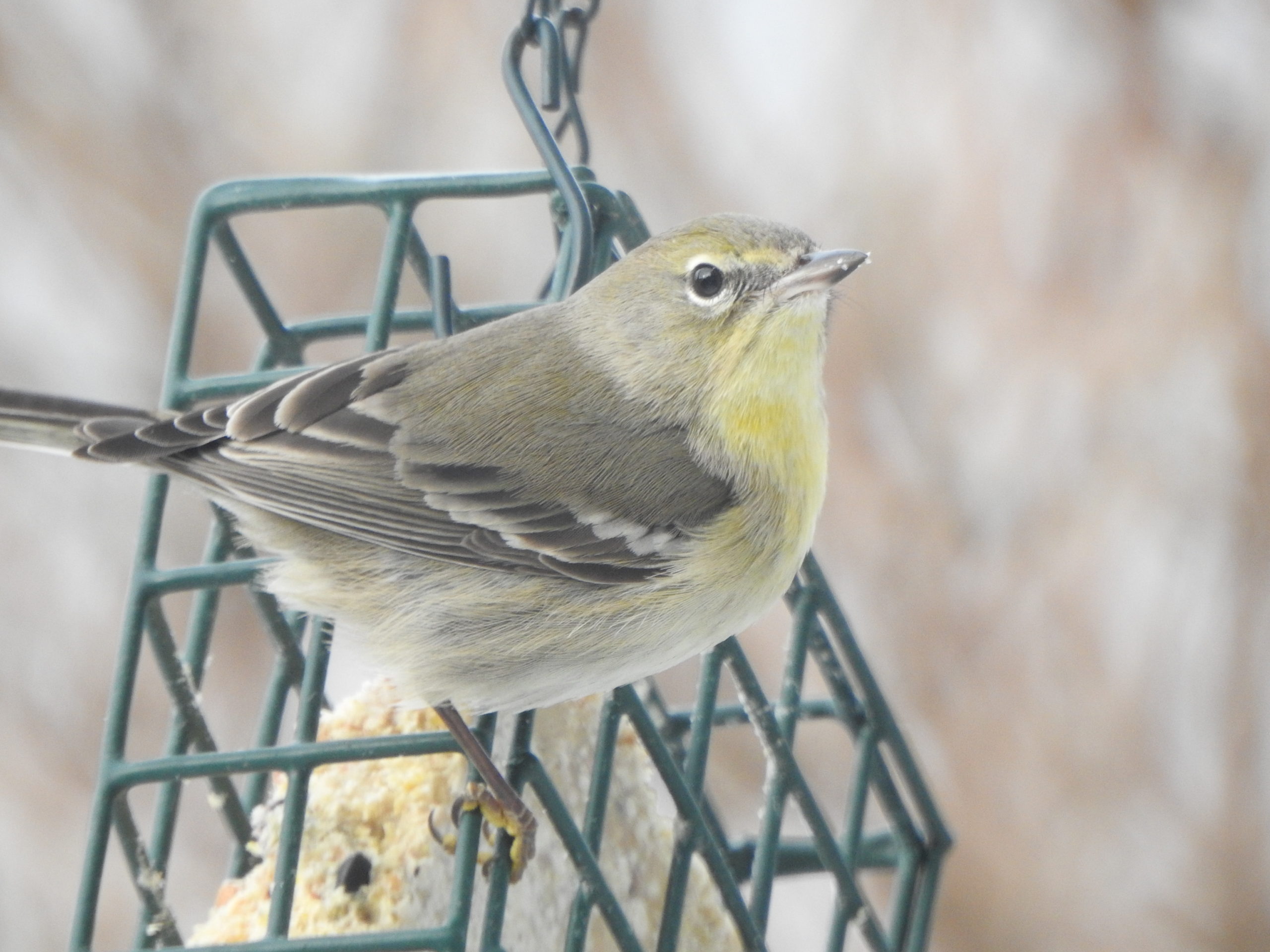 Pine Warbler - FeederWatch