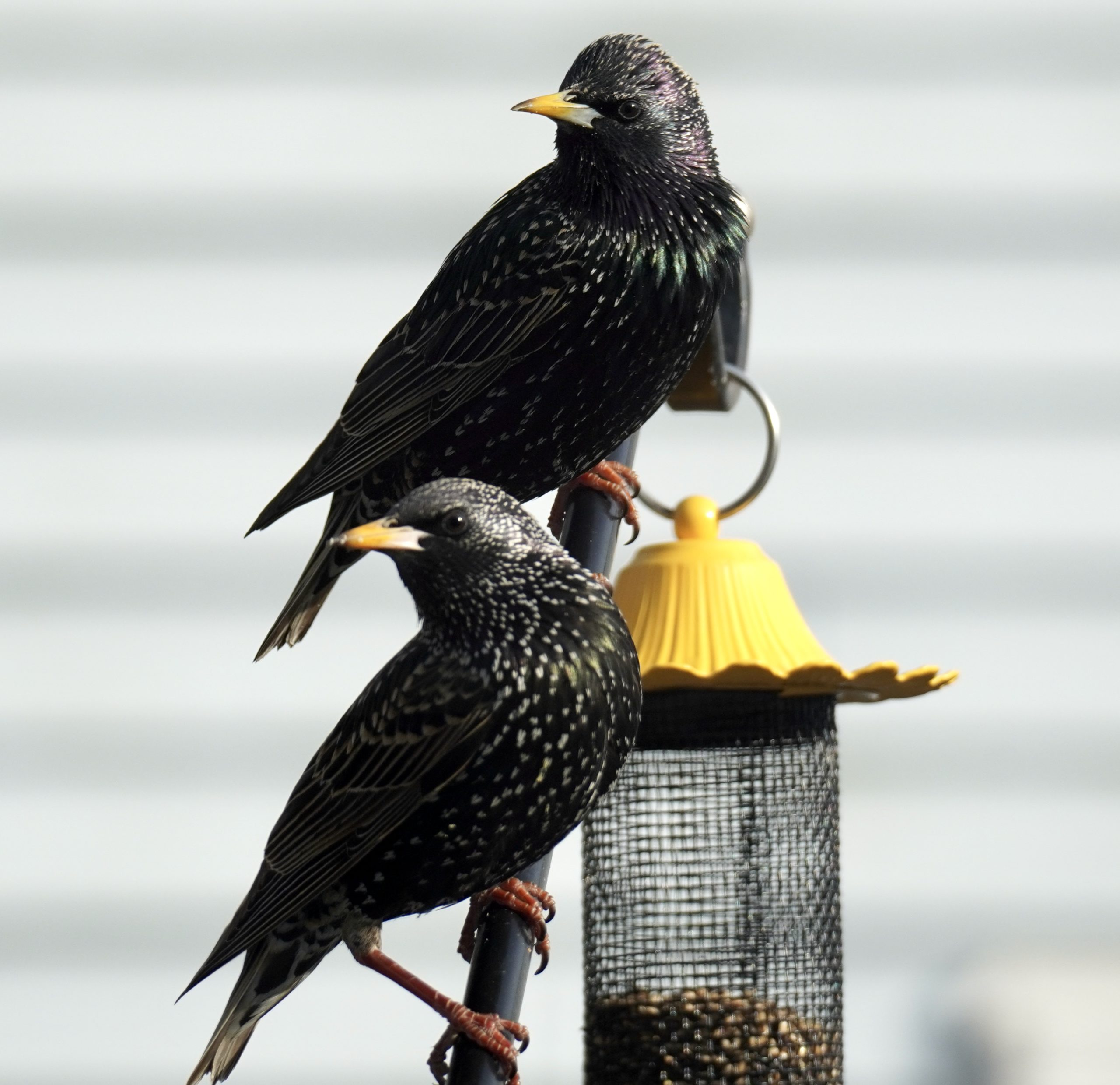 Rare sight-2 Starlings sharing a quiet, calm moment. - Project FeederWatch