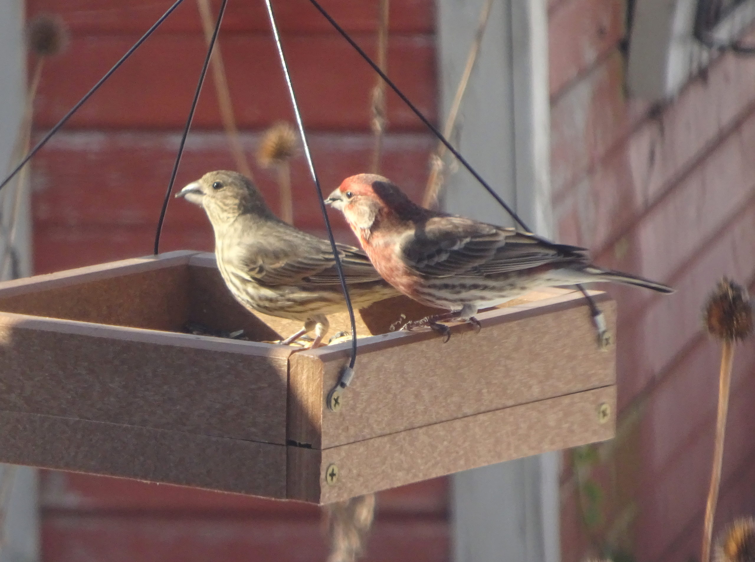House finches in the sunshine - Project FeederWatch