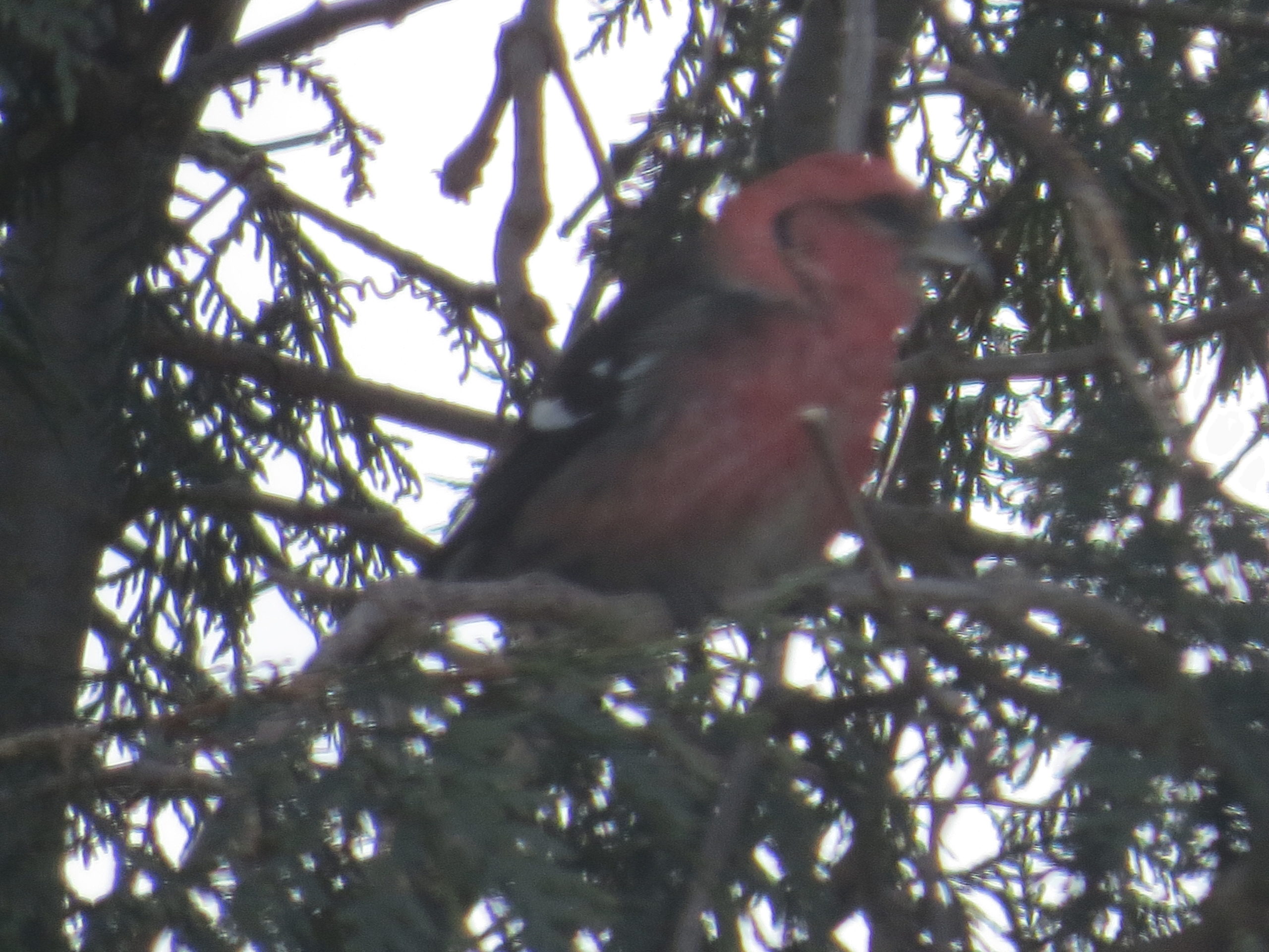 White-winged Crossbill Male - FeederWatch